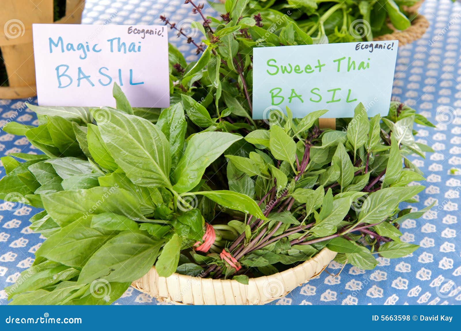 Thai Basil stock photo. Image of farm, seasonings, fresh - 5663598