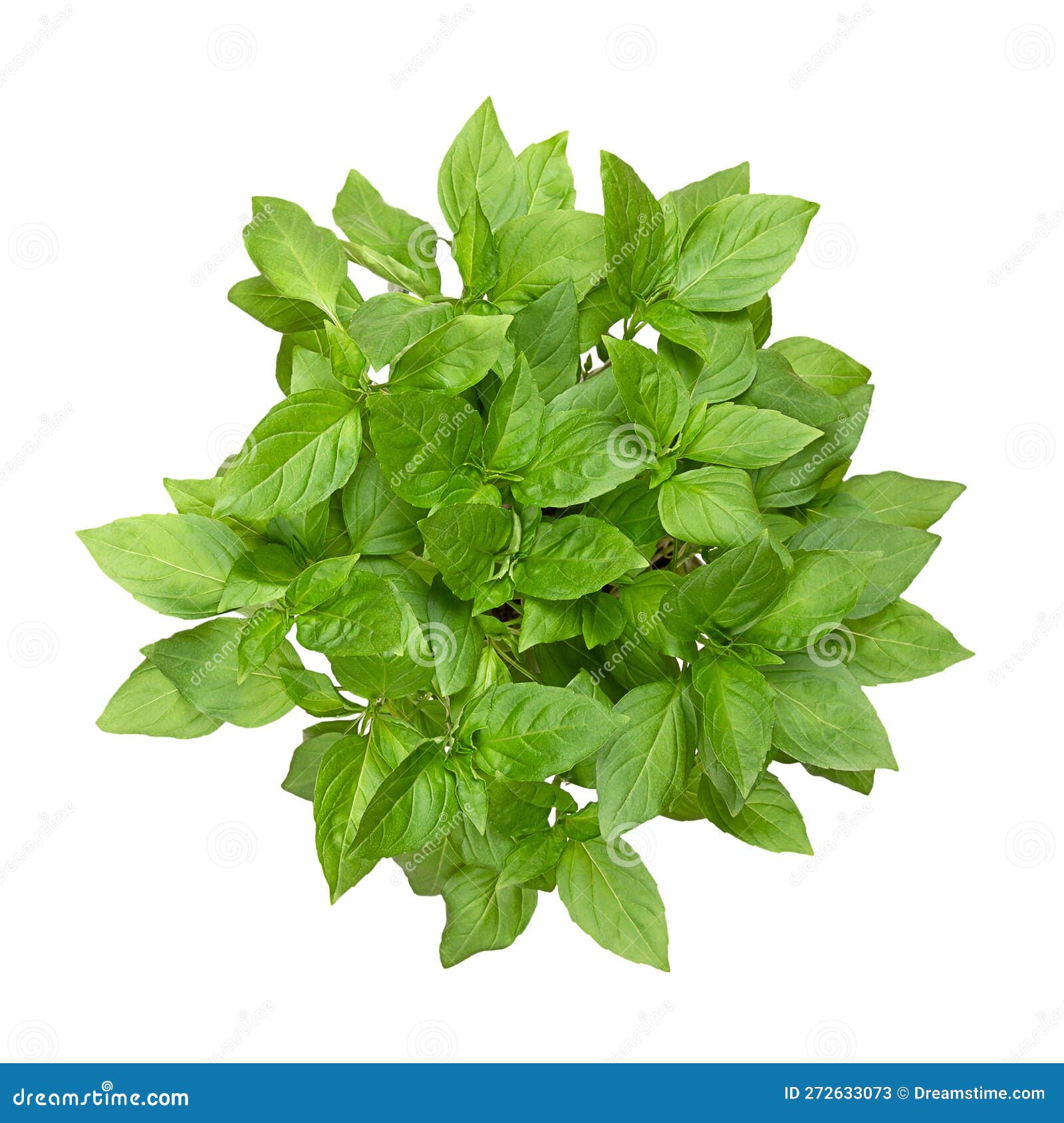 Thai Basil, Fresh, Early-season Ocimum Basilicum, Isolated, from Above ...