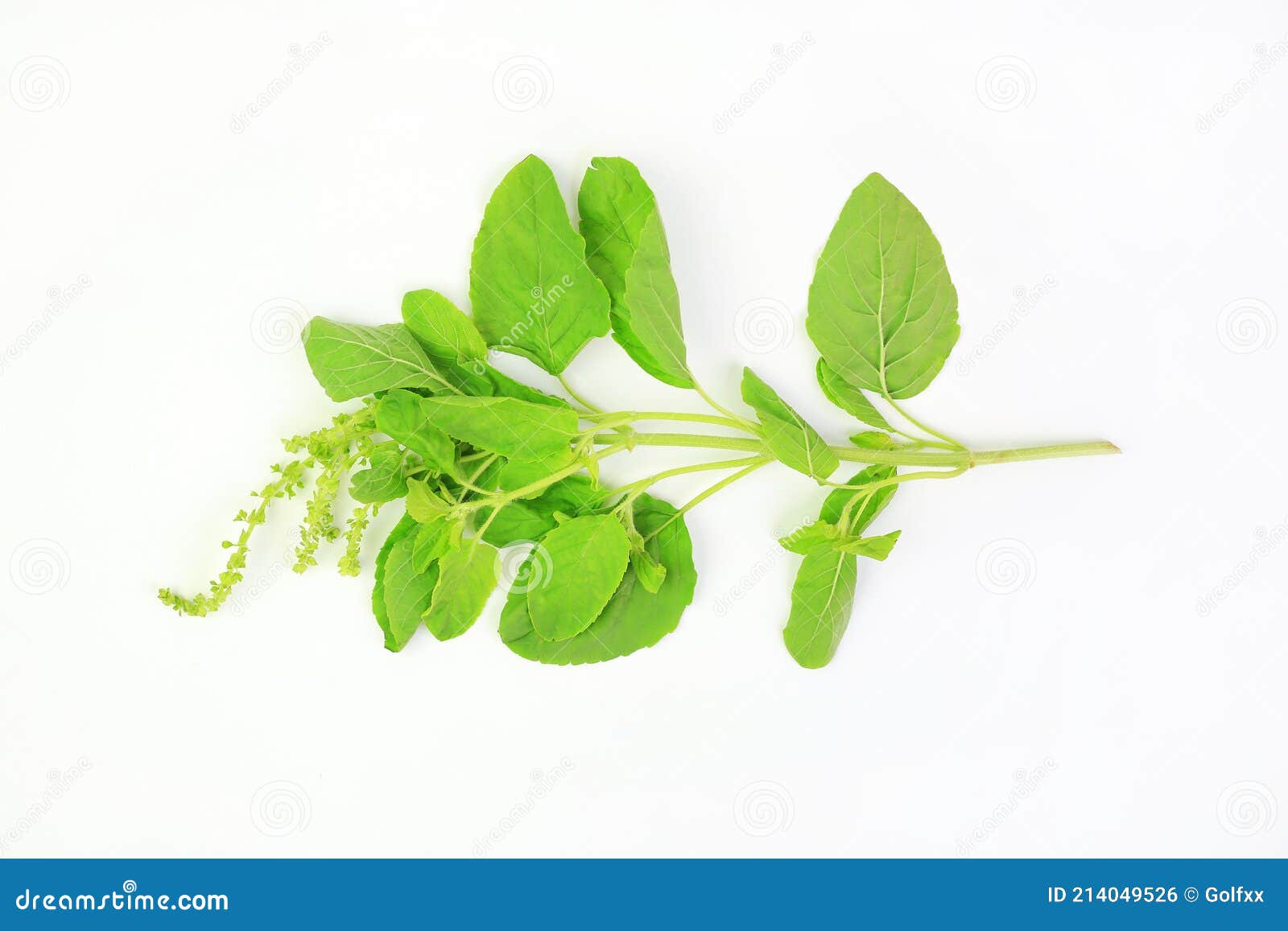 Thai Basil Bunch on White Background Stock Photo - Image of mint, bunch ...