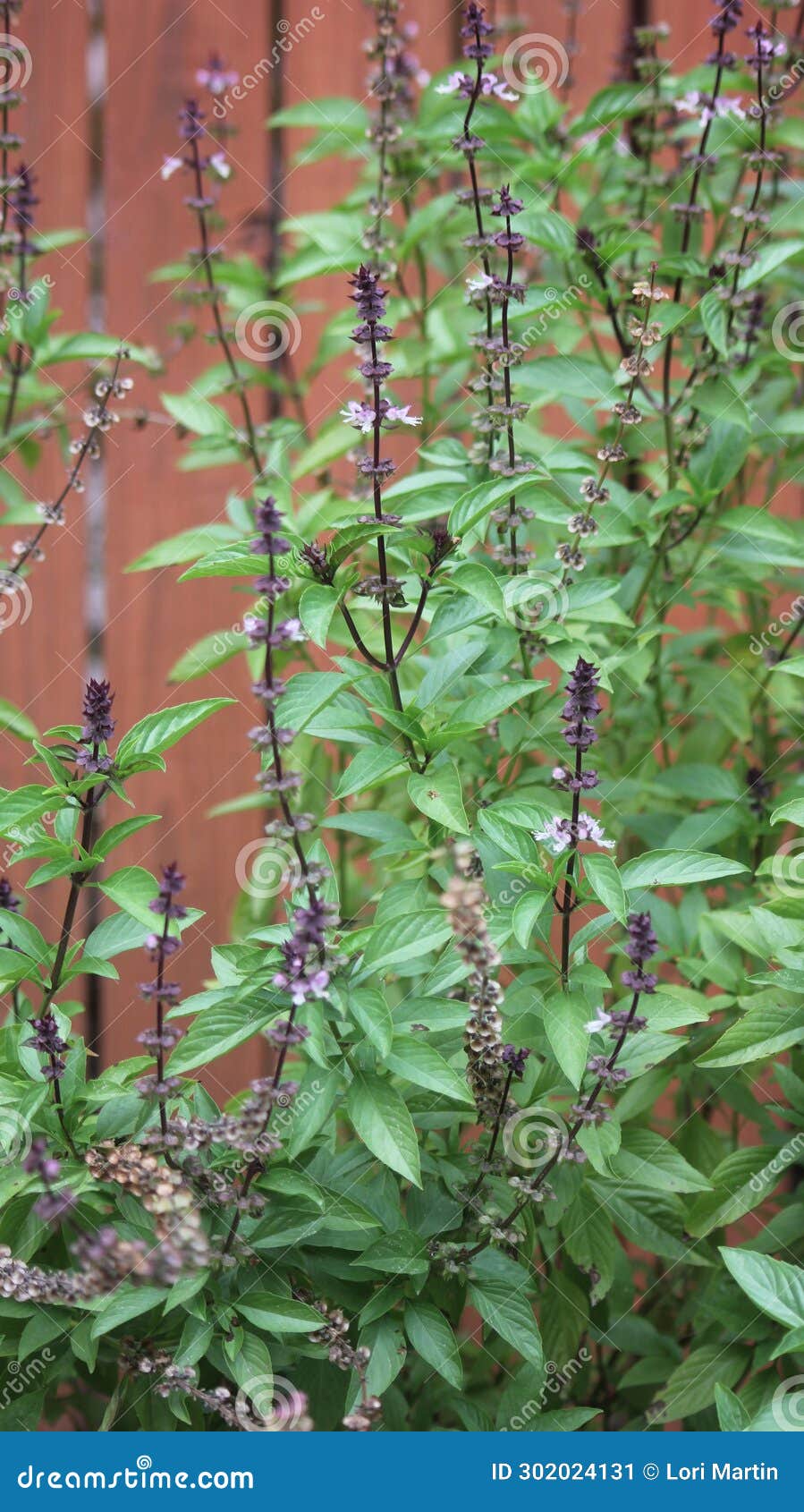 Thai Basil Growing in Garden - O. Basilicum Var Stock Image - Image of ...