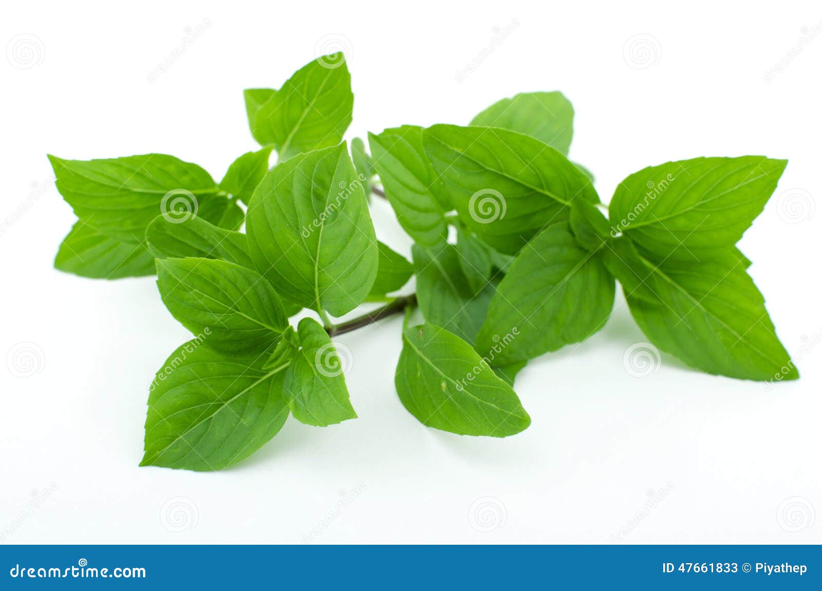 Thai Basil Isolated on White Background Stock Image - Image of cambodia ...