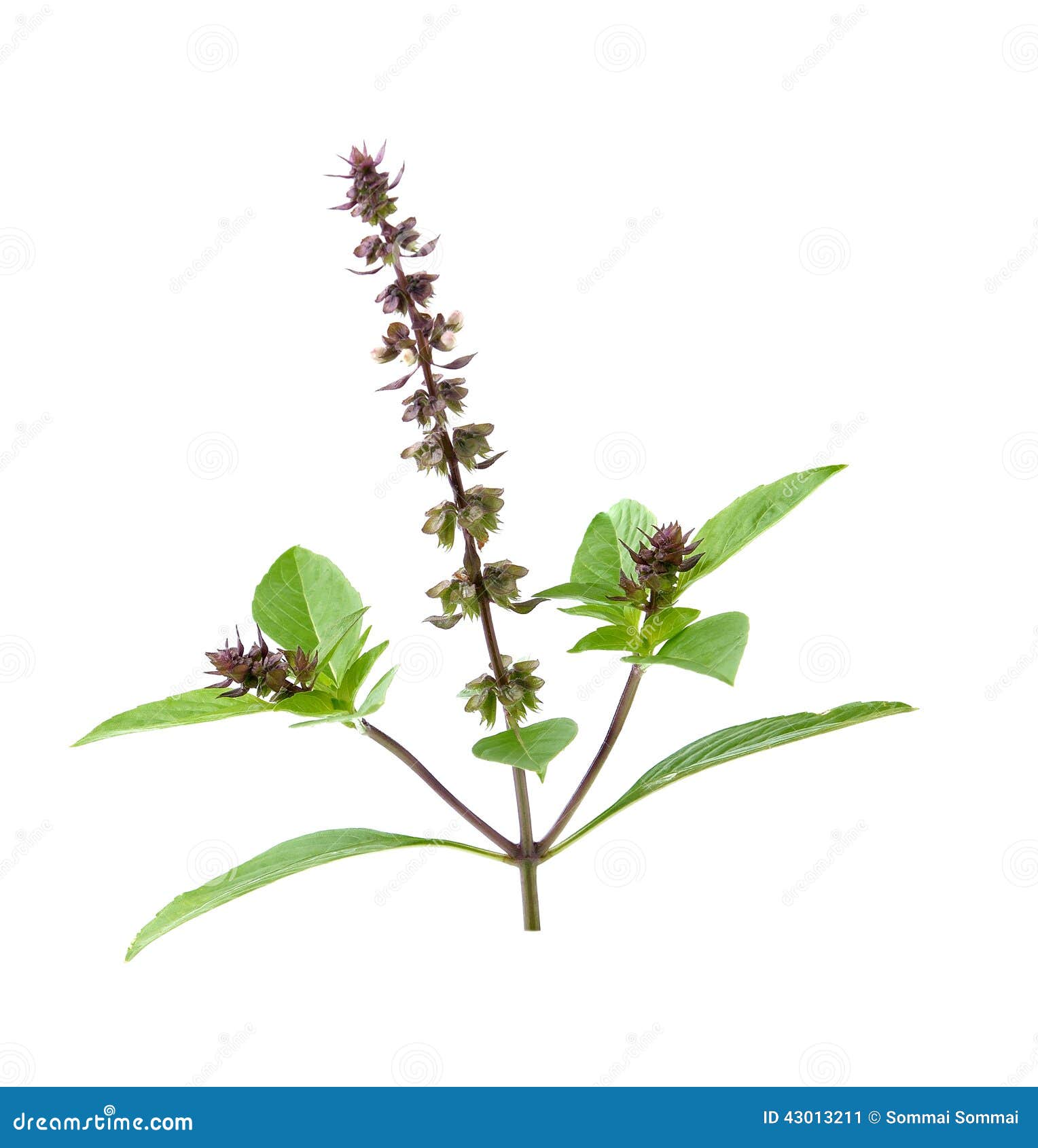 Thai Basil Isolated on White Background Stock Image - Image of ...