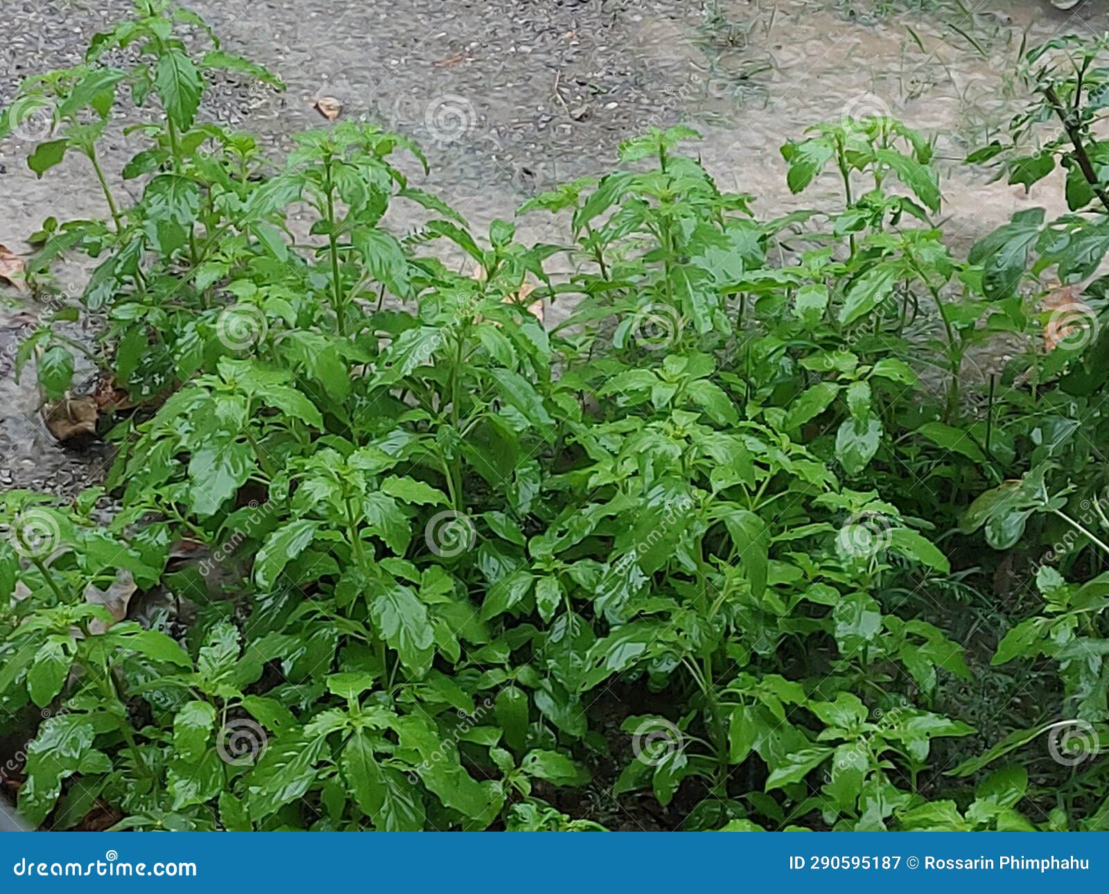 Thai Basil Plant, a Local Vegetable it Has a Unique Smell. Stock Image ...