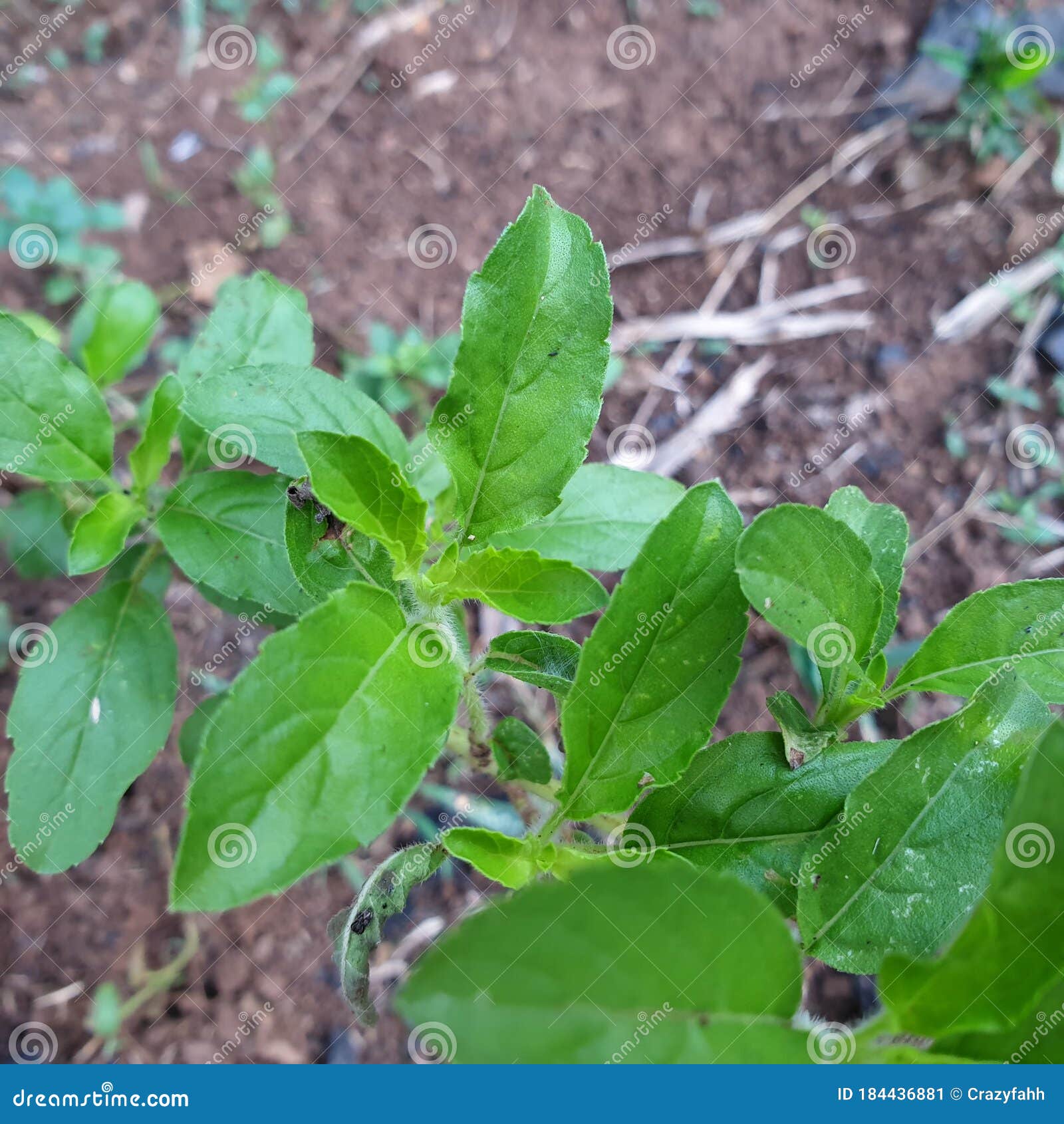 Sweet Basil, Thai Basil stock image. Image of fresh - 184436881