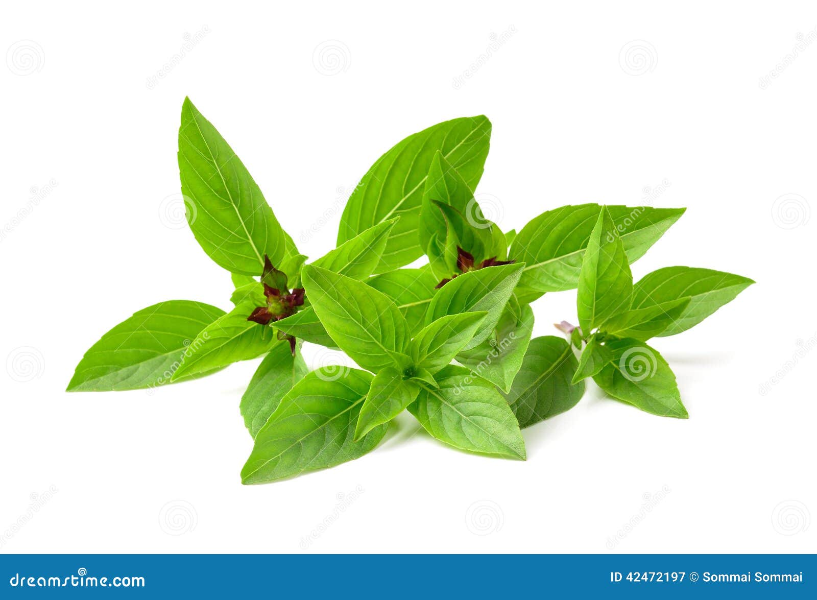 Thai Basil on White Background Stock Image - Image of ocimum, nutrition ...