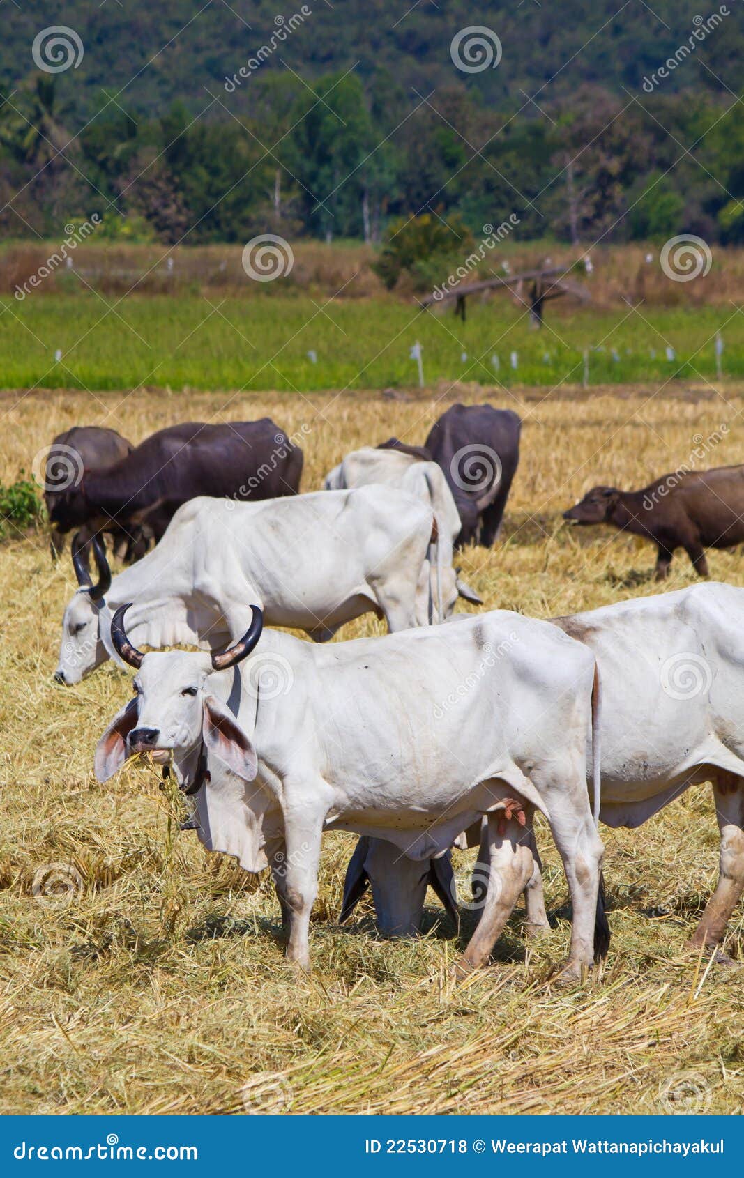 Thai beef cow stock photo. Image of horn, agriculture - 22530718