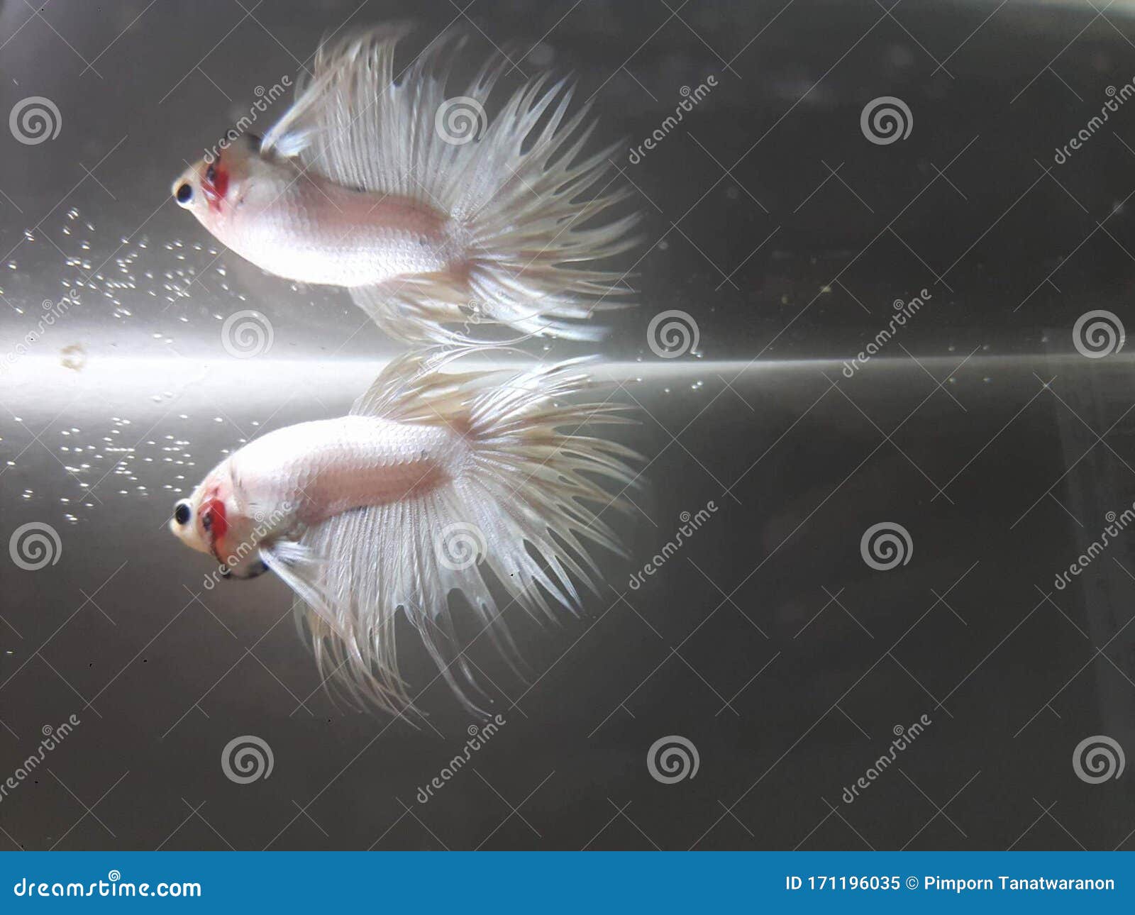 Thai Betta fish crown tail stock image. Image of crown - 171196035
