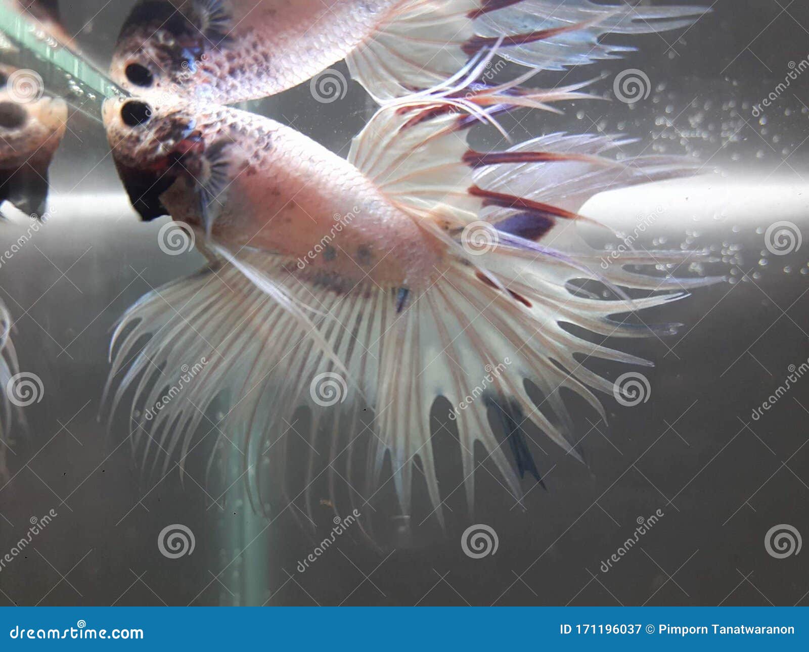 Thai Betta fish crown tail stock image. Image of betta - 171196037