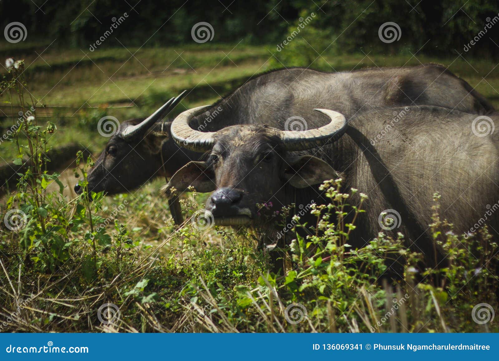 Thai black buffalo stock image. Image of thai, black - 136069341