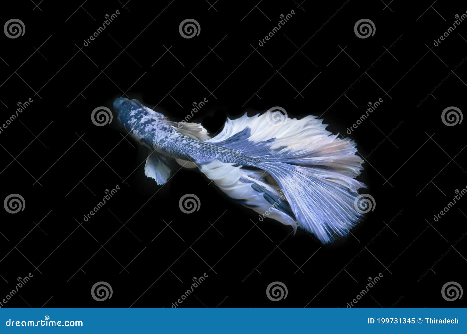 Thai blue fighting fish stock image. Image of fish, tropical - 199731345