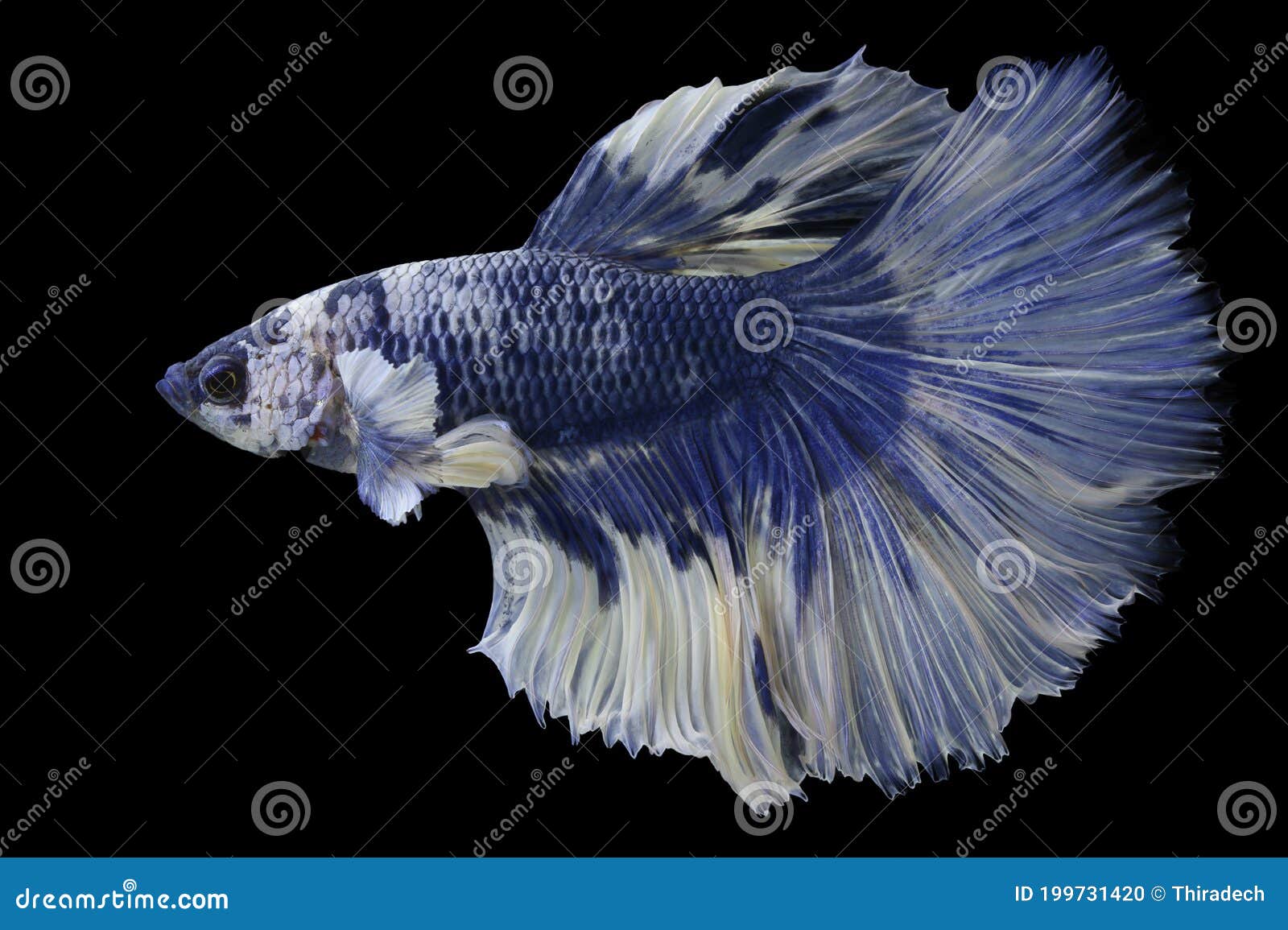 Thai blue fighting fish stock photo. Image of dragon - 199731420