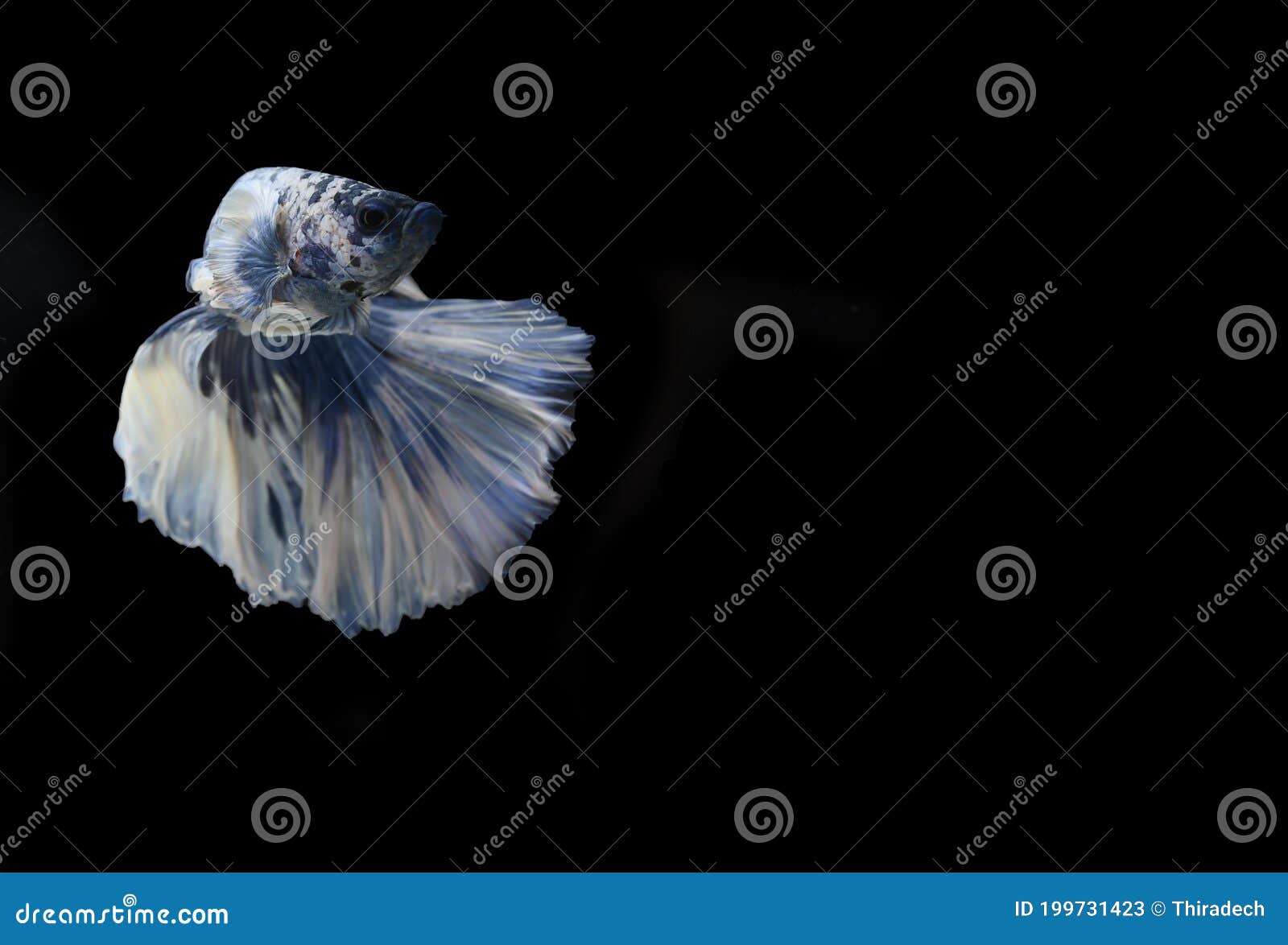 Thai blue fighting fish stock image. Image of aquatic - 199731423