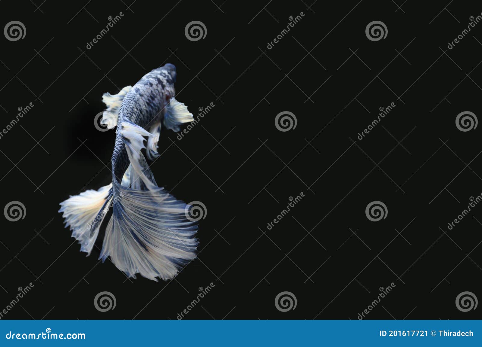 Thai blue fighting fish stock image. Image of fight - 201617721