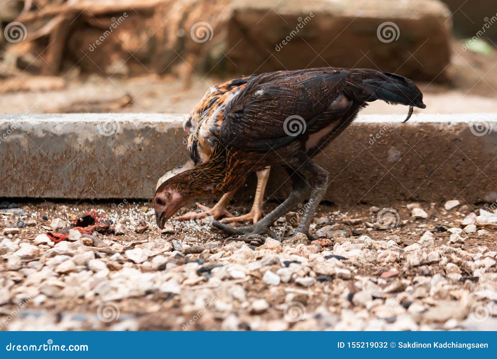Thai Breed Chicken Eating Food Stock Photo - Image of food, wings ...