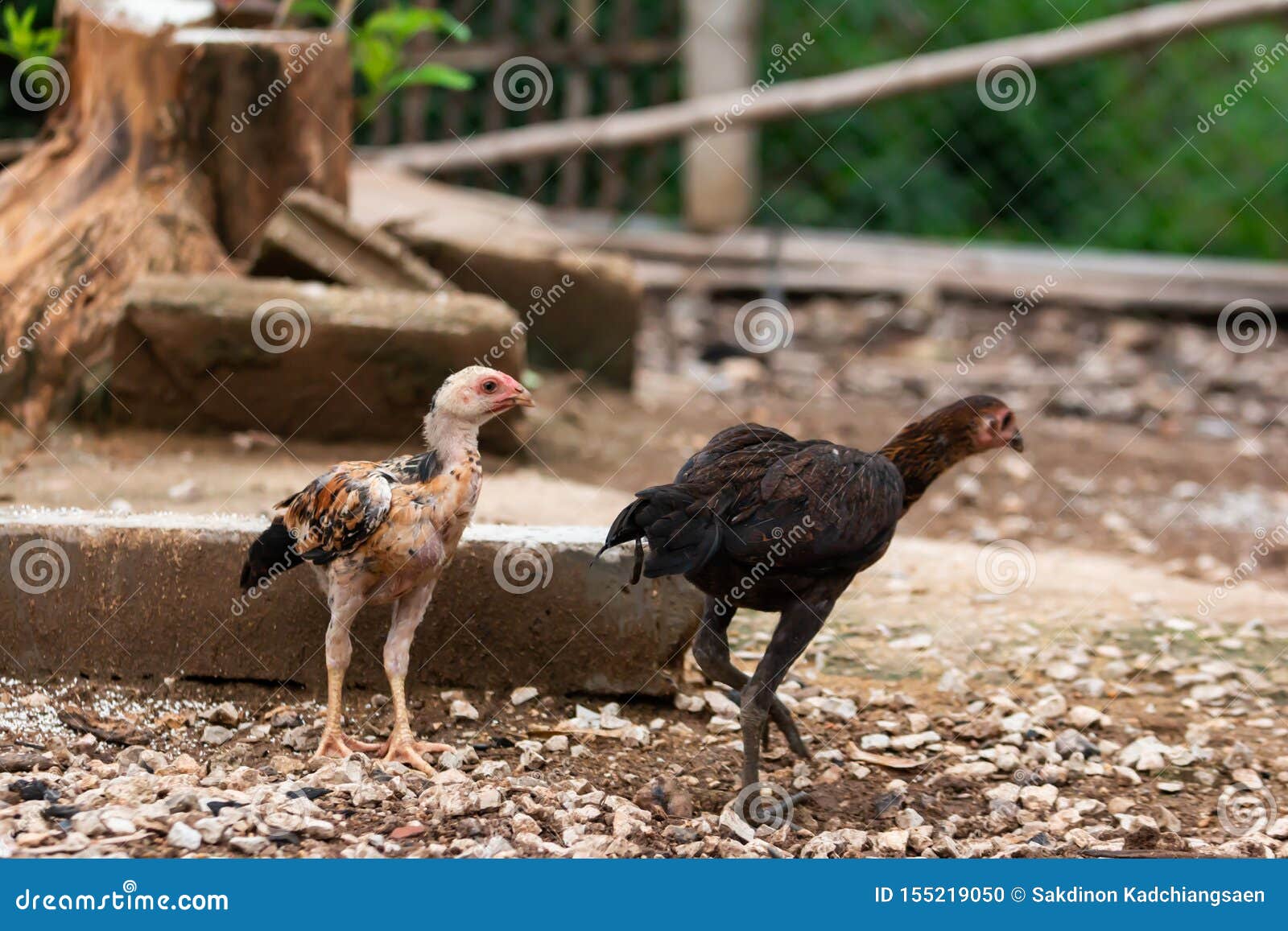 Thai Breed Chicken Eating Food Stock Photo - Image of female, rooster ...
