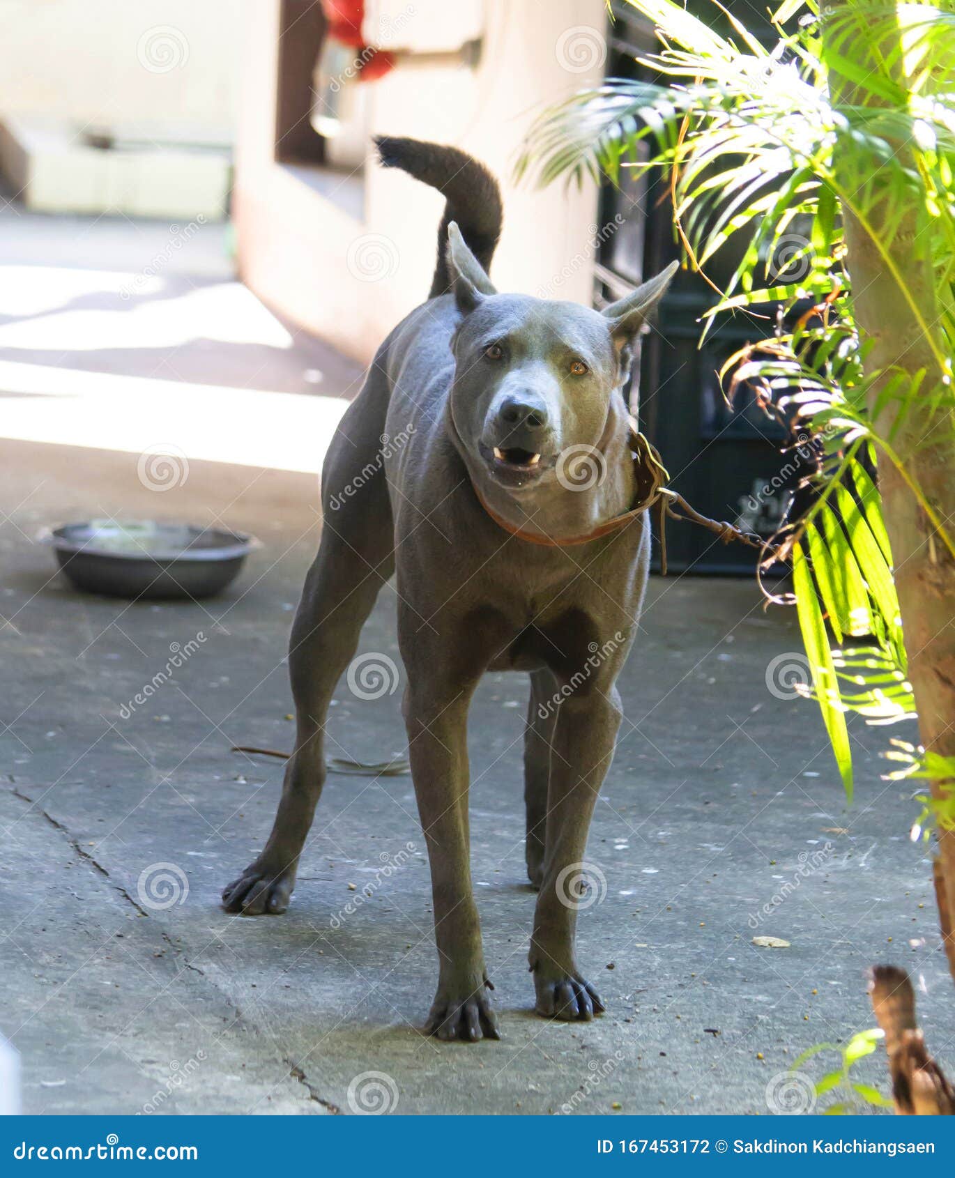 Thai breed dog Looking at stock photo. Image of domestic - 167453172