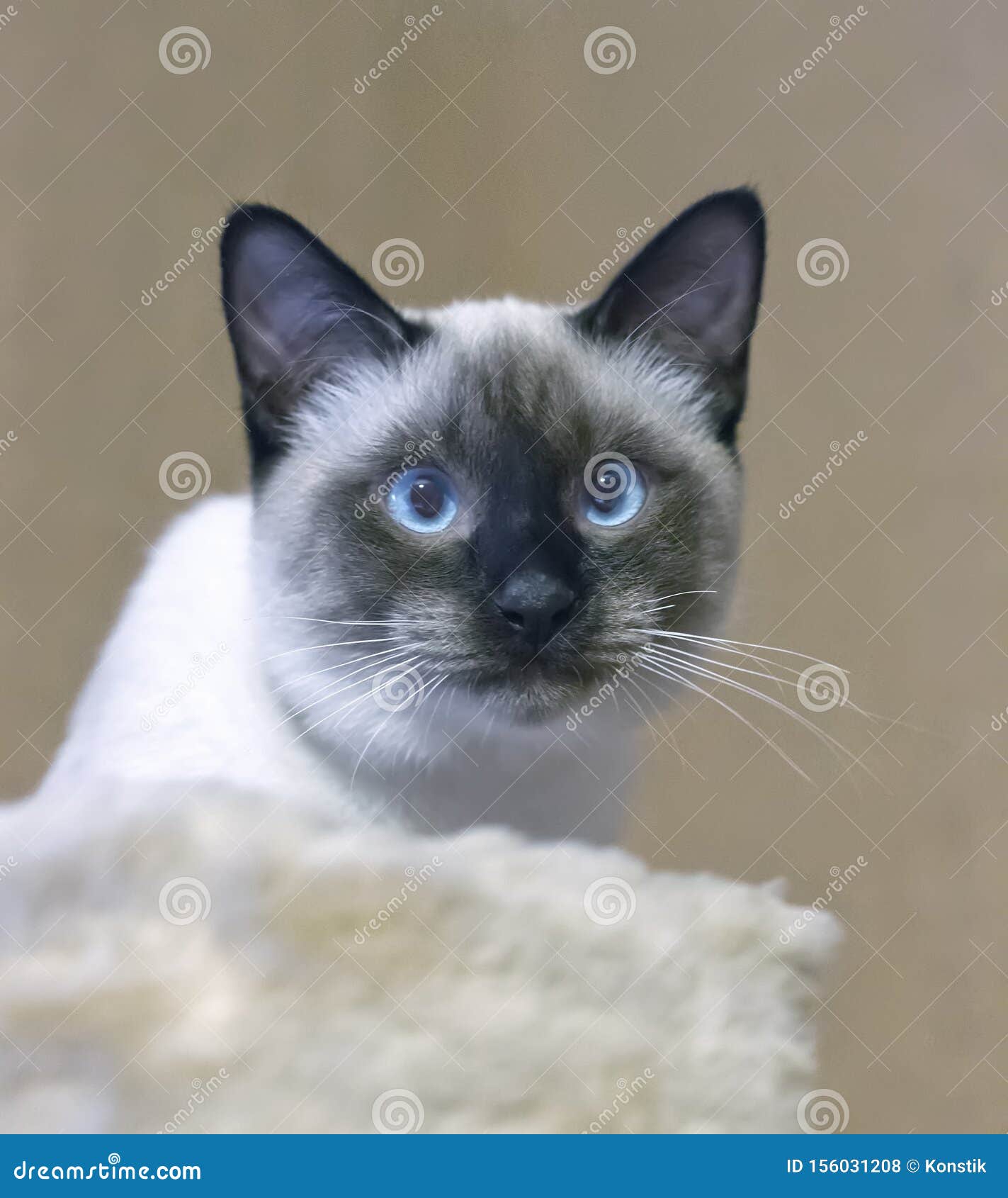 Thai Breed Young Sleek Haired Cat Seal Point Color Looking at the ...