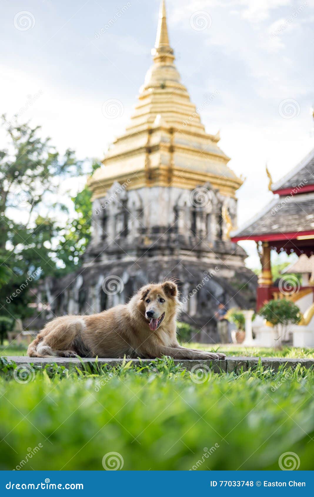Thai Buddhist temple dog stock photo. Image of stray - 77033748