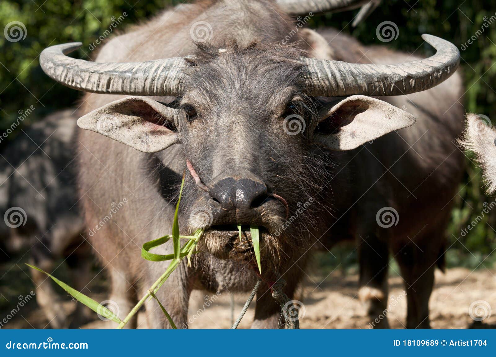 Thai buffalo stock image. Image of eating, green, mammal - 18109689