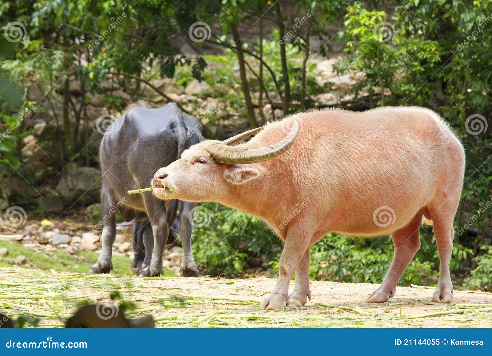 Thai buffalo stock image. Image of thailand, farm, nature - 21144055