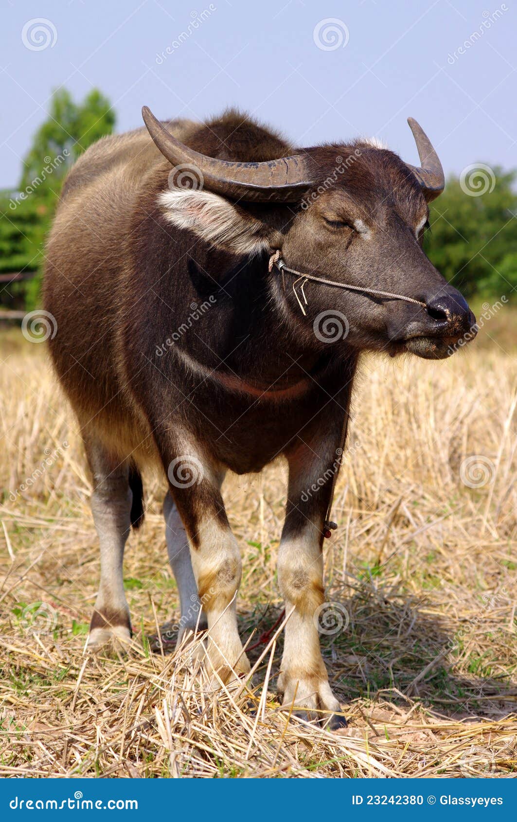 Thai buffalo stock photo. Image of nature, harvest, farmer - 23242380