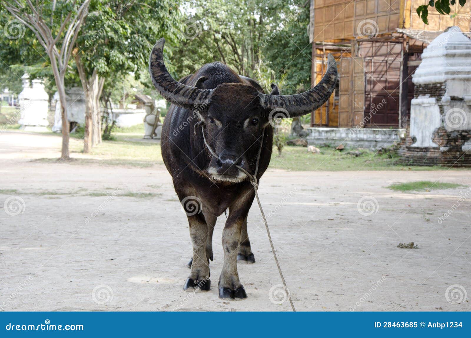 Thai Buffalo stock image. Image of pond, animal, agriculture - 28463685