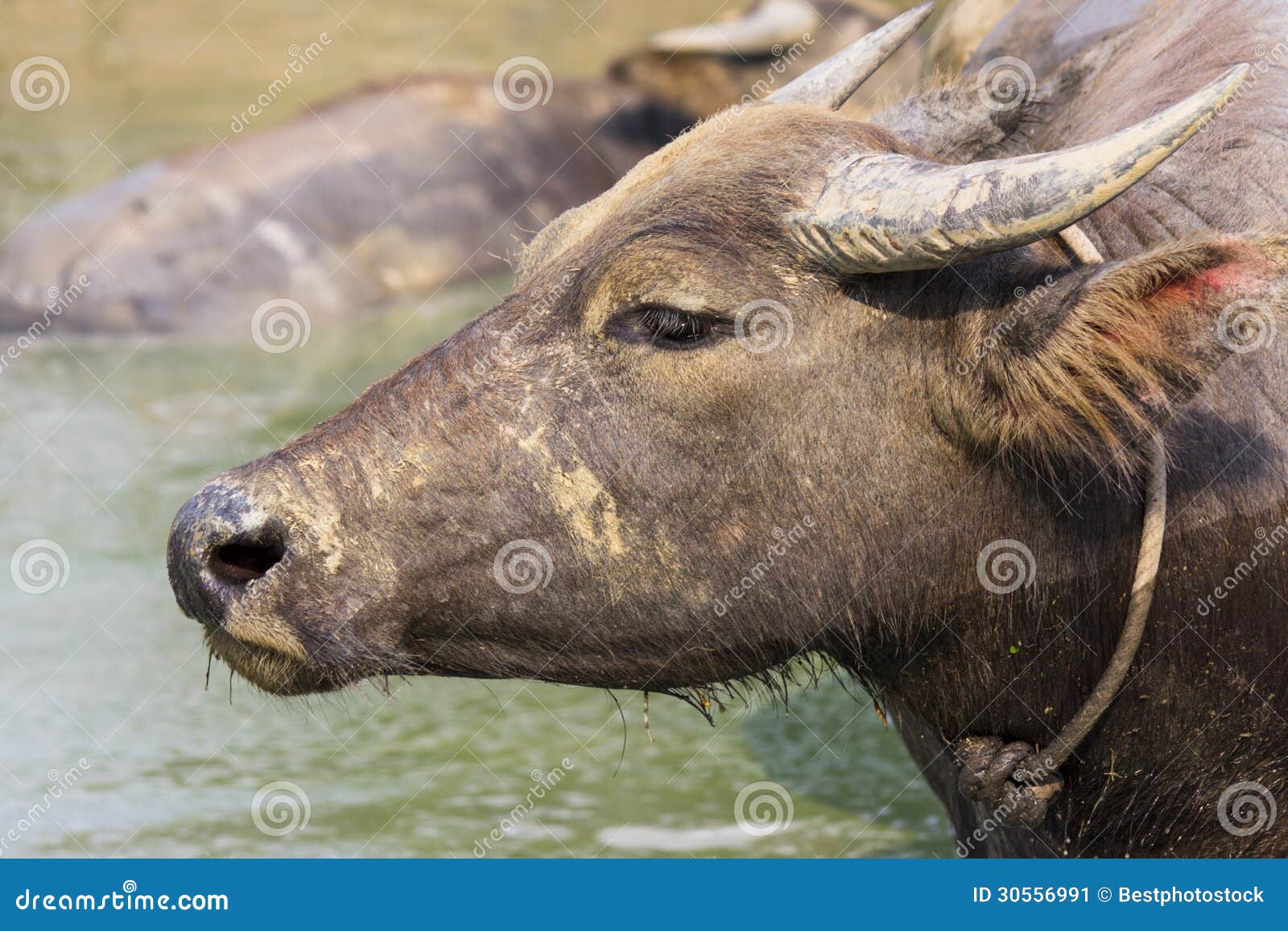 Thai buffalo stock image. Image of river, environment - 30556991