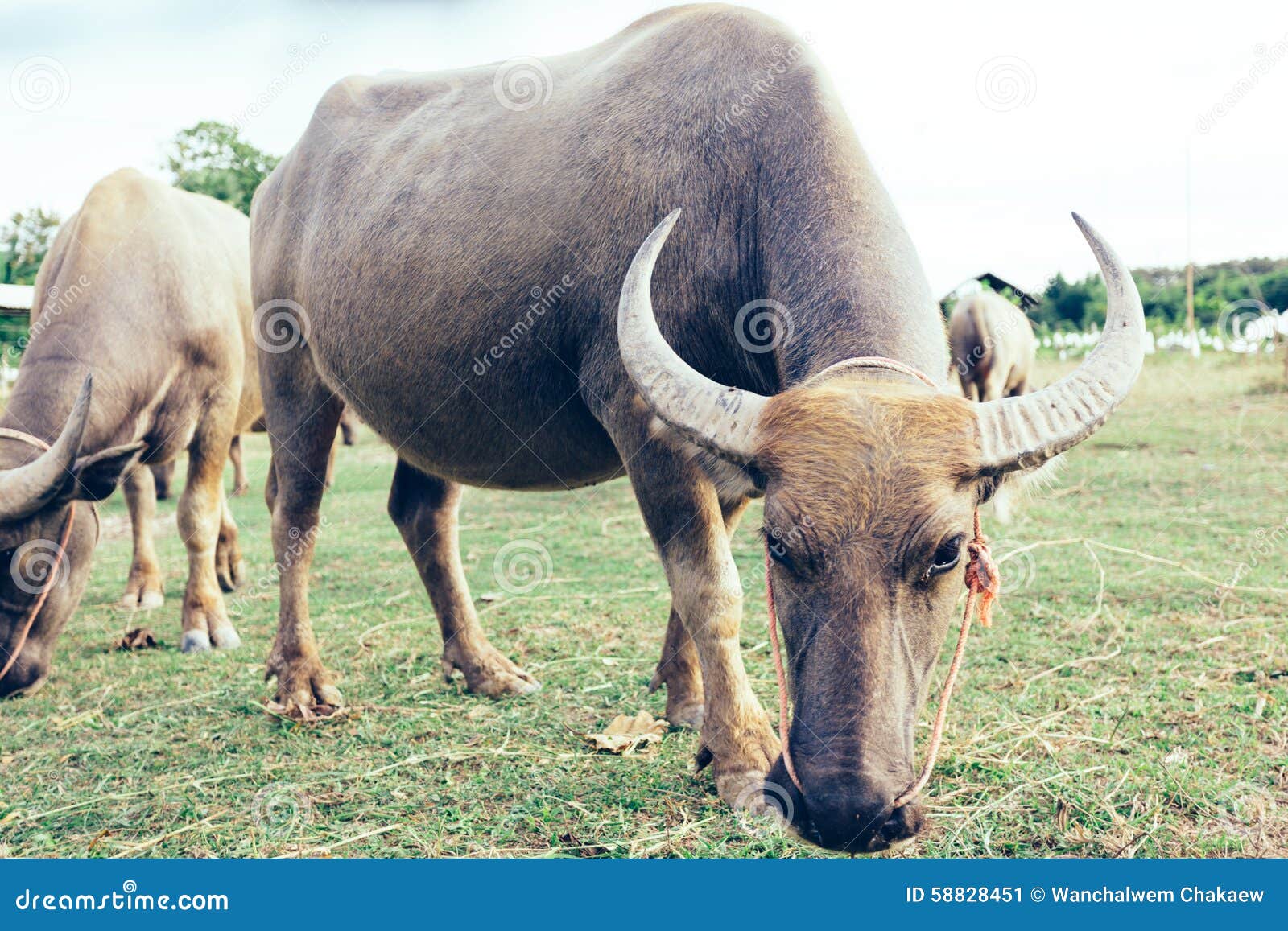 Thai Buffalo Close Up and Buffalo Family Stock Image - Image of green ...