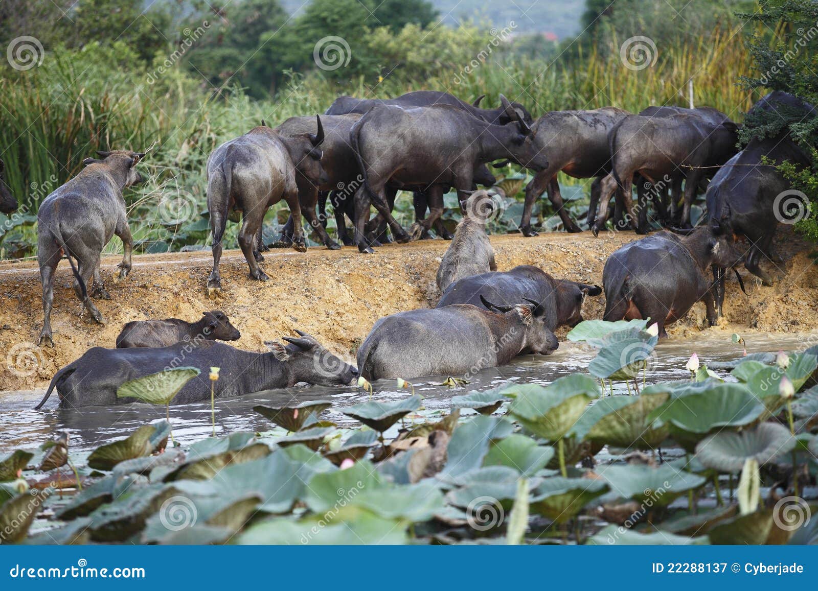 Thai Buffalo in Grass Field Thailand. Stock Image - Image of muscle ...