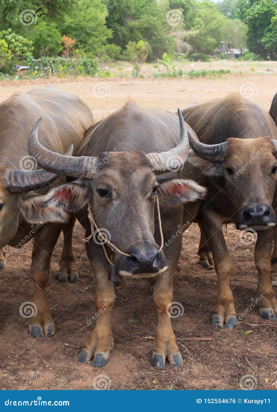 Thai buffalo. stock photo. Image of asia, calf, nature - 152554676