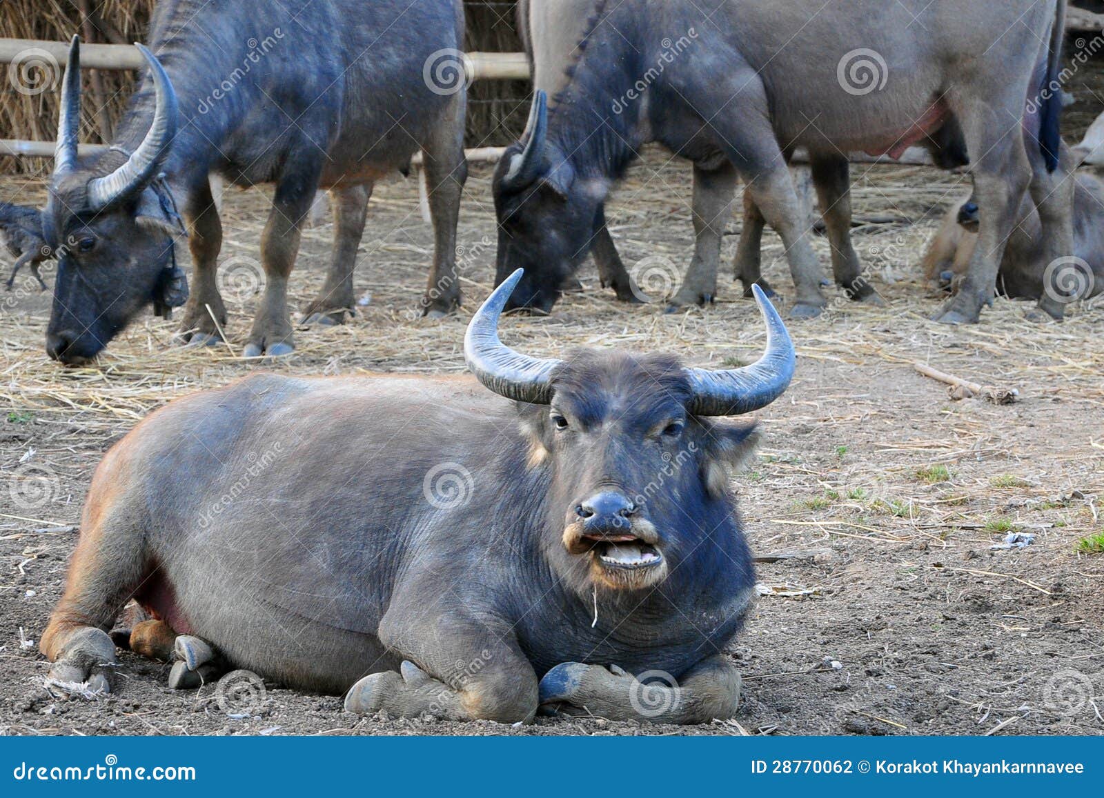 Thai Buffalo in Northern Thailand Stock Photo - Image of male, nature ...