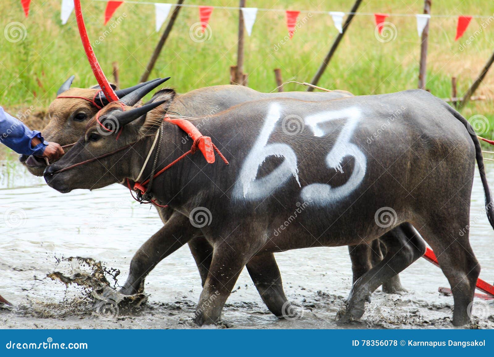 Thai buffalo racing stock photo. Image of mammal, fast - 78356078
