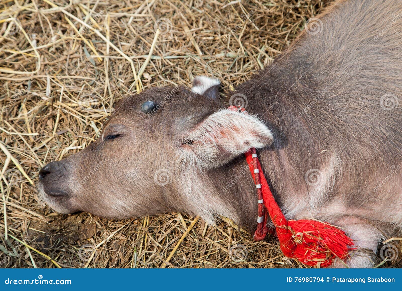245 Buffalo Sleep Photos - Free & Royalty-Free Stock Photos from Dreamstime