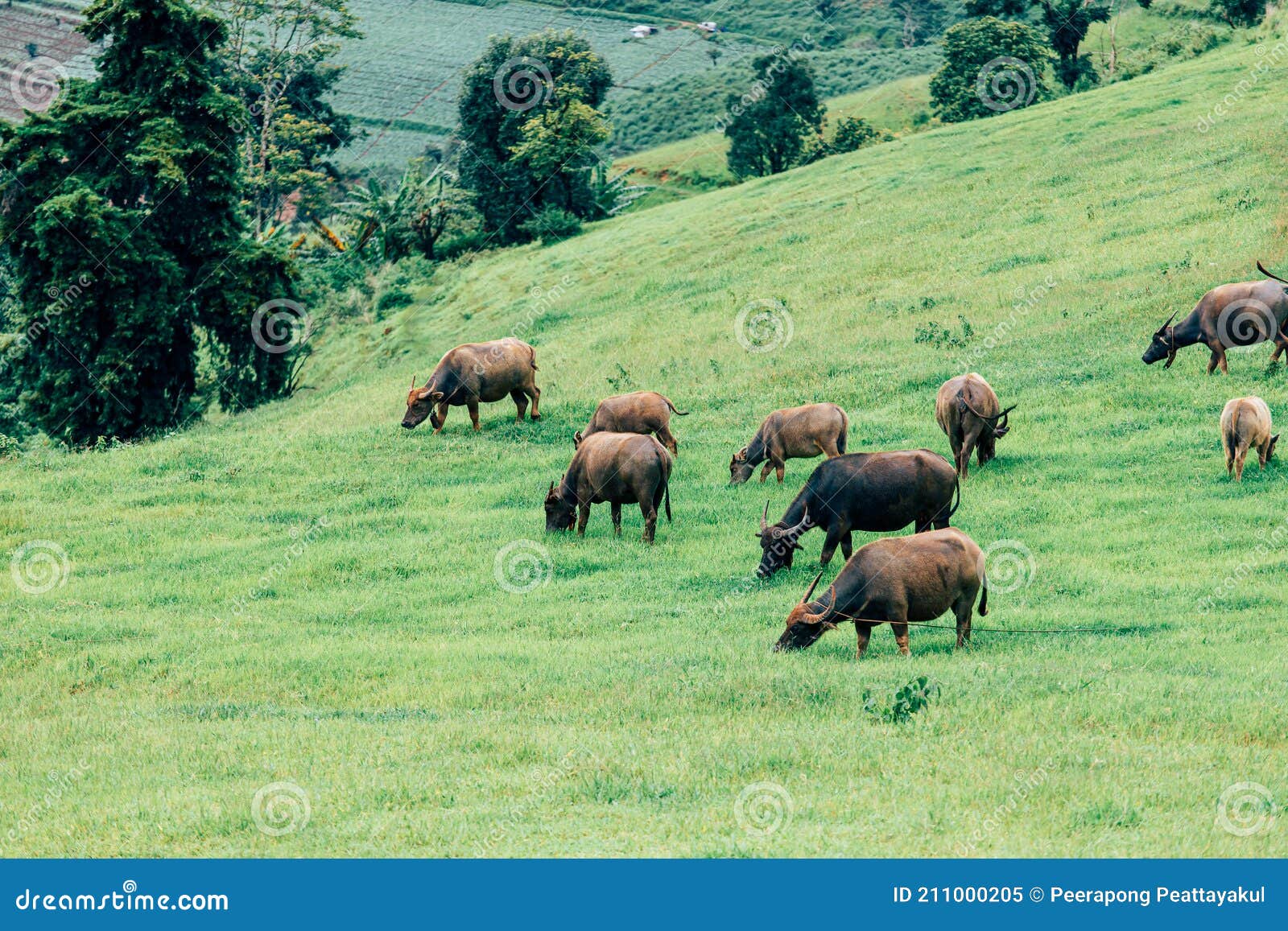 Thai Buffalo Stained in the Green Grass Fields. Top View Stock Image ...