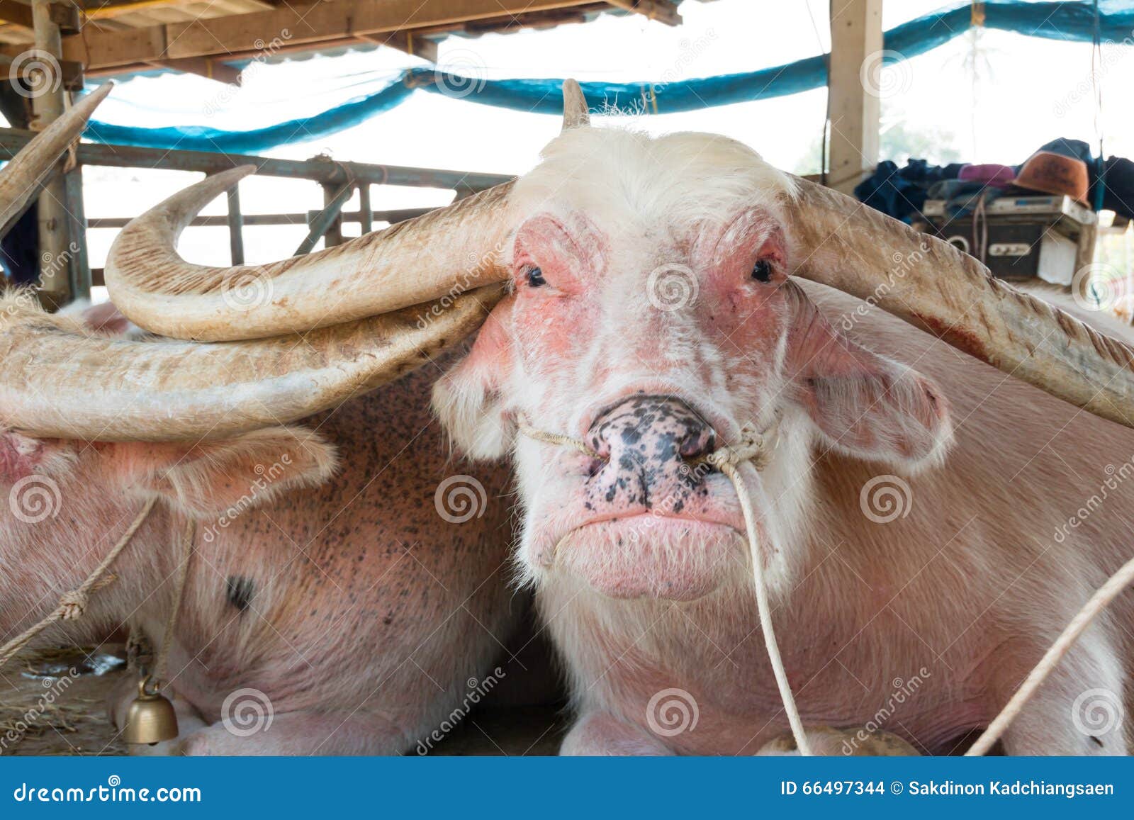 Thai buffalo stock photo. Image of buffalo, green, water - 66497344