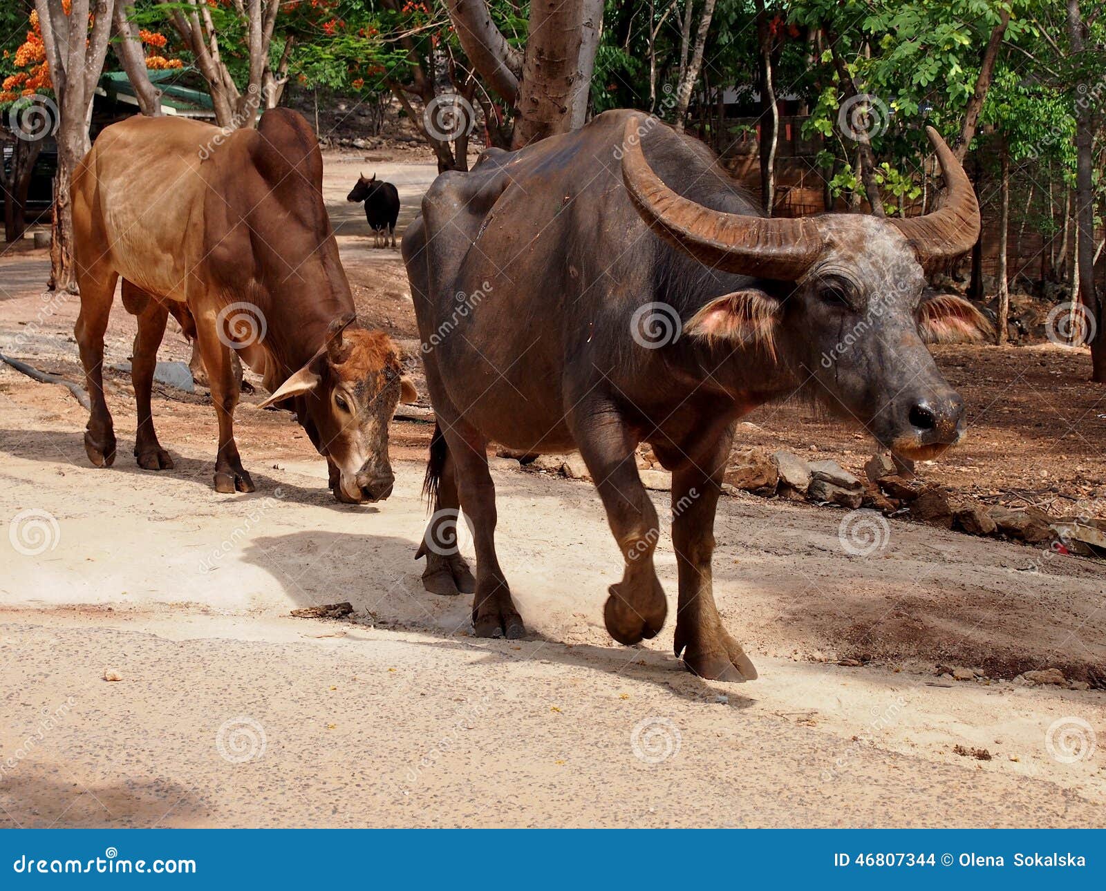 Thai buffalo in Thailand stock photo. Image of heavy - 46807344