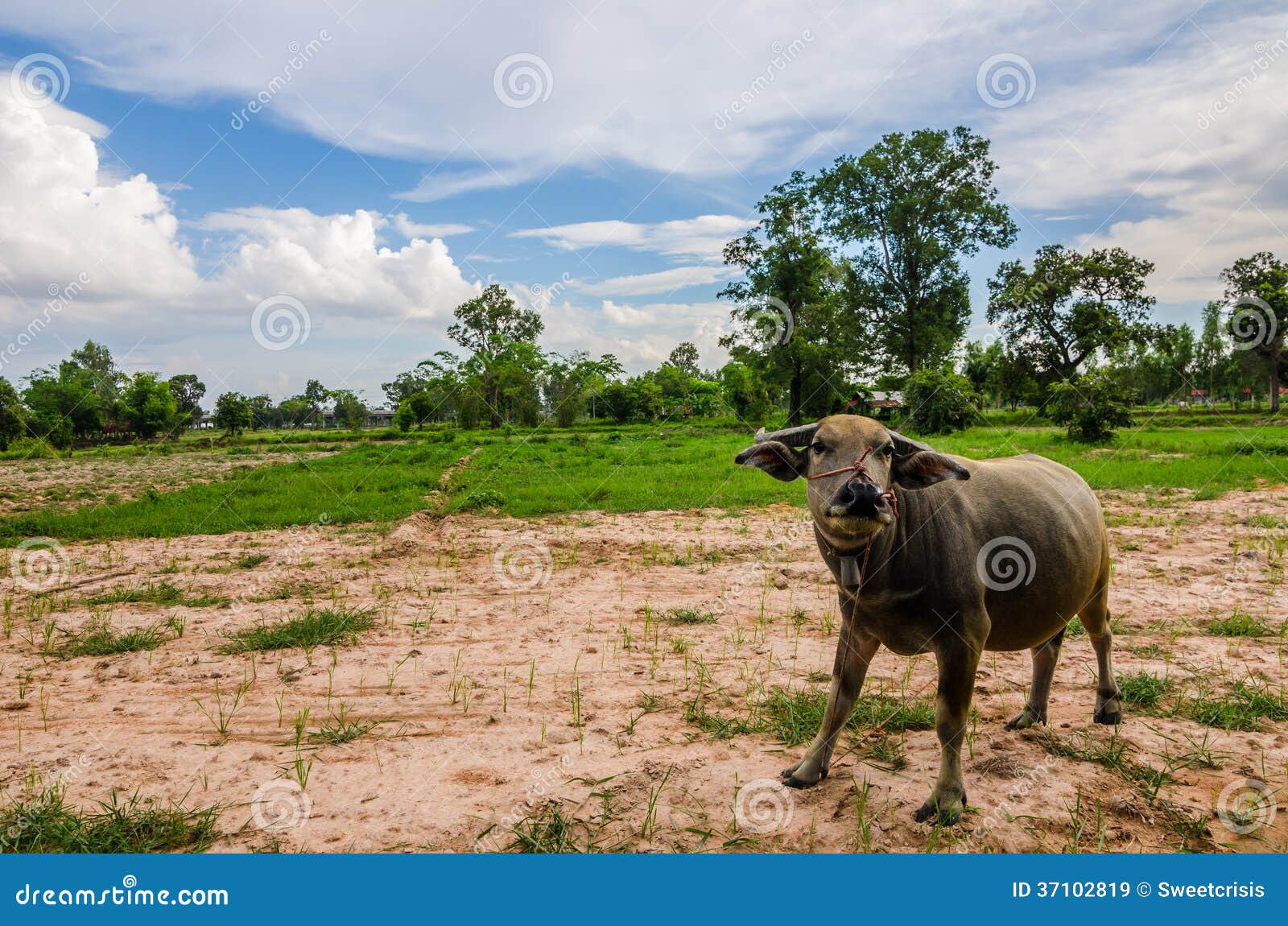 Thai buffalo stock image. Image of buffalo, bovine, culture - 37102819
