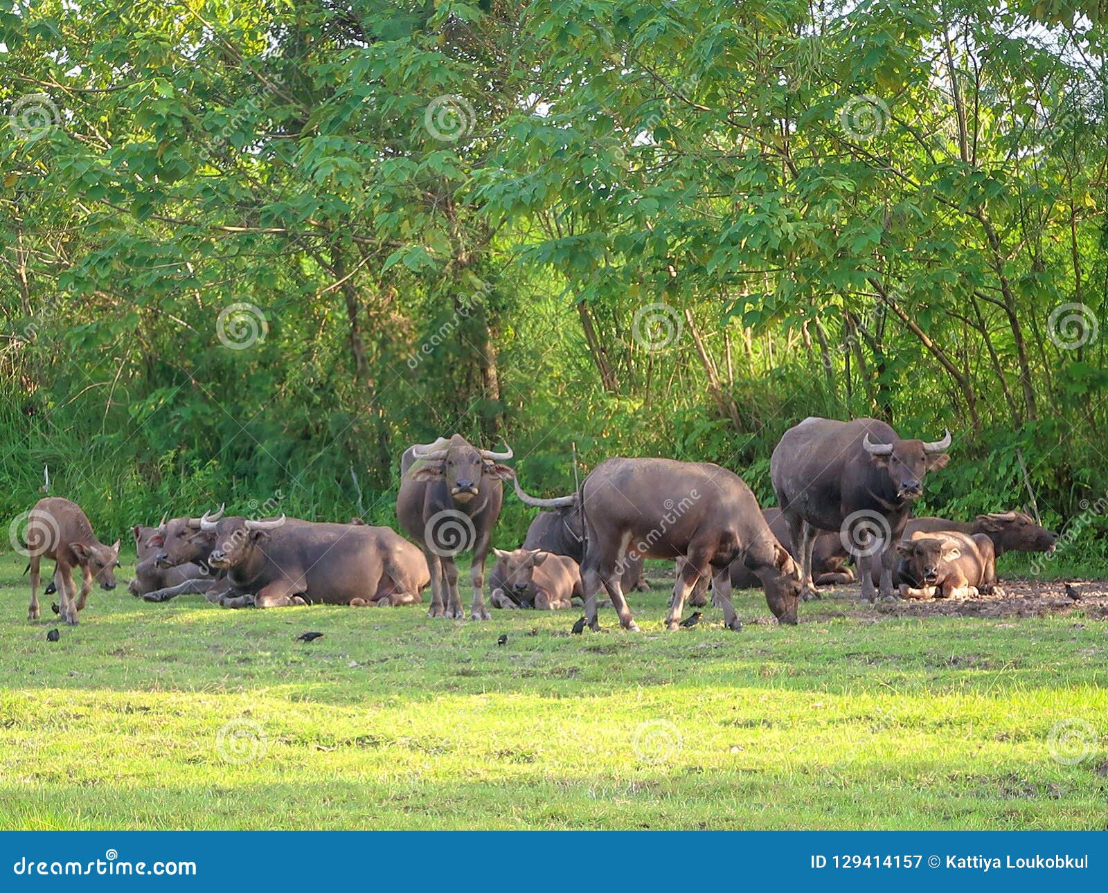 Buffalo group in meadow stock image. Image of thai, buffalo - 129414157