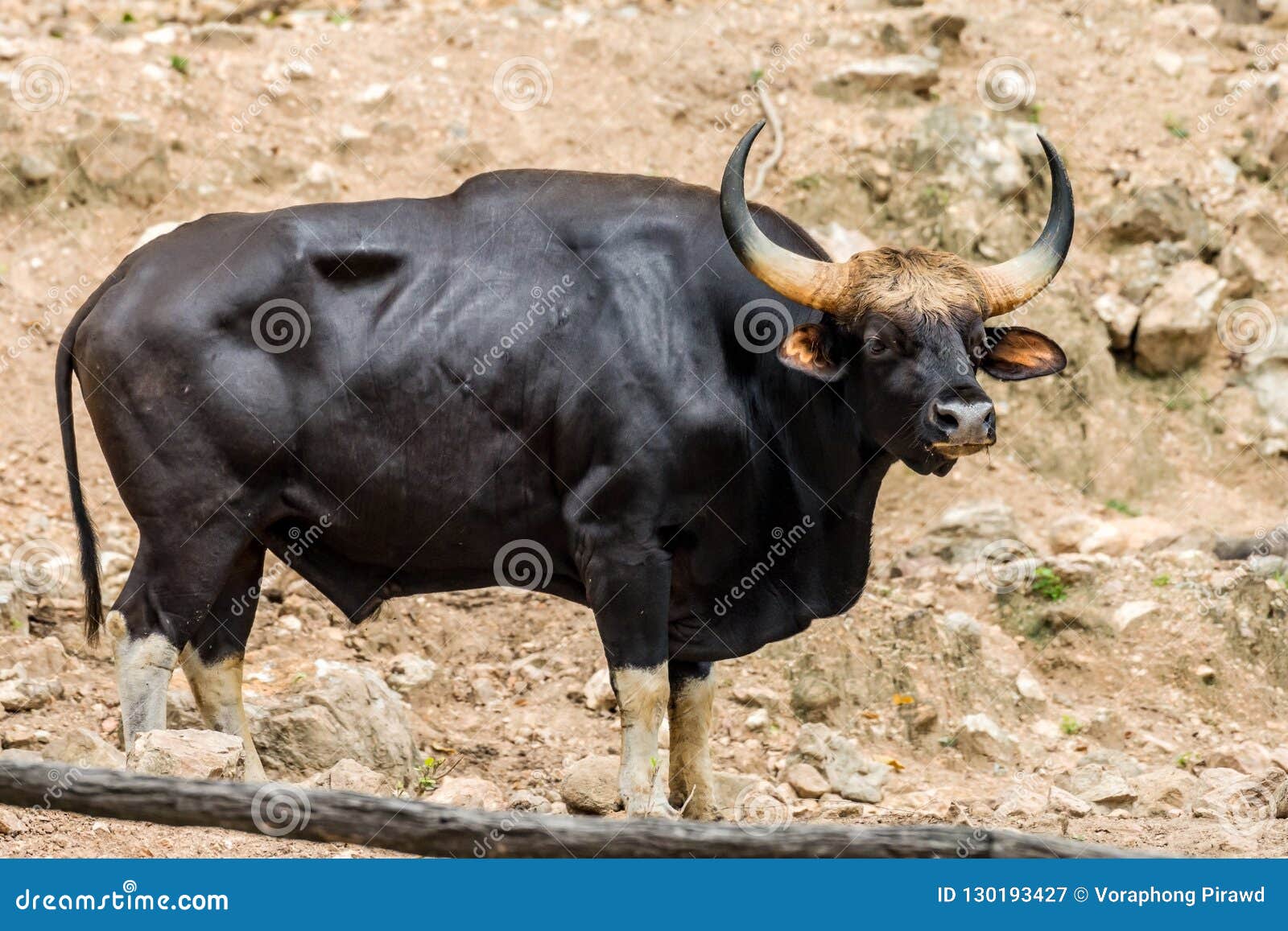 Big Gaur Bos gaurus stock image. Image of strong, adult - 130193427
