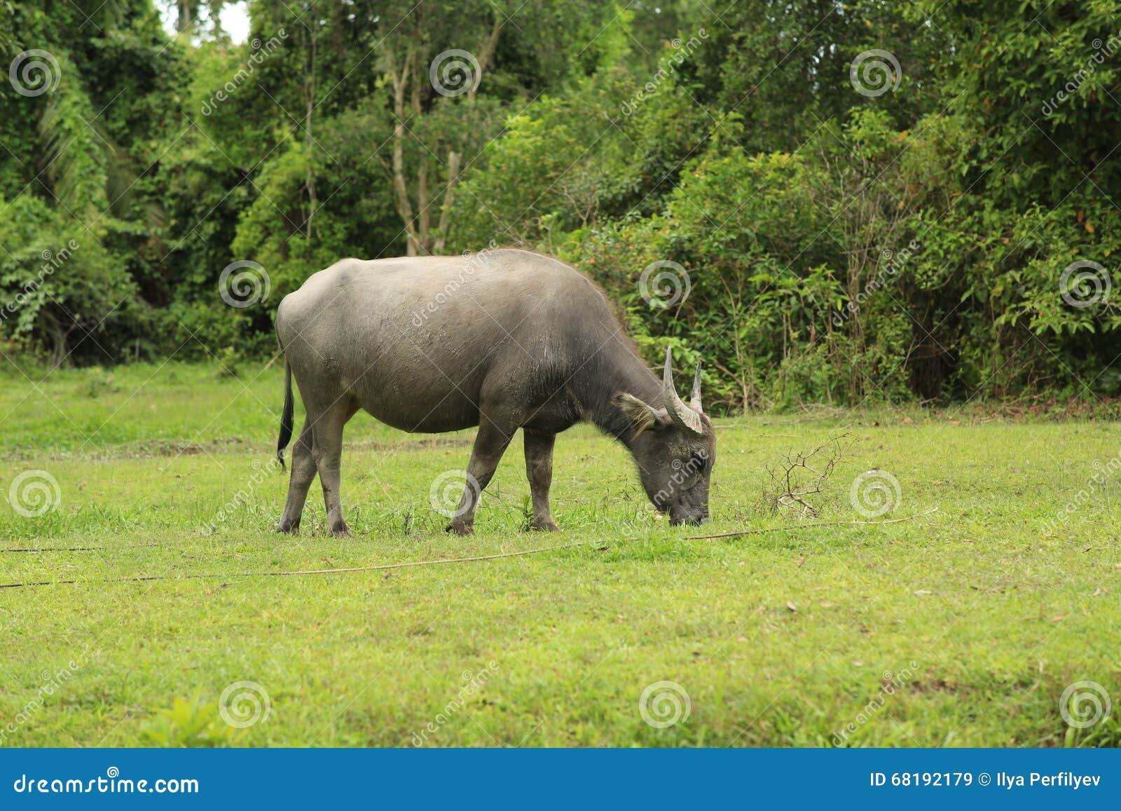 Thai bull view stock image. Image of thai, traveling - 68192179