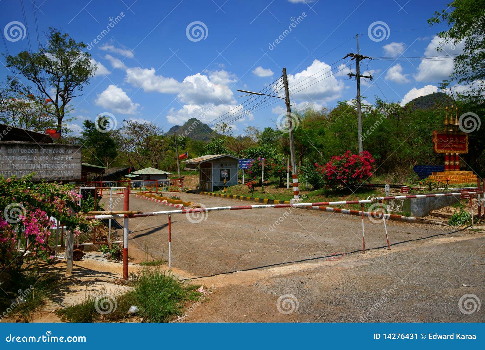 Burmese Border Loach Catfish Polka Dot Loach Botia Kubotai Aquarium ...