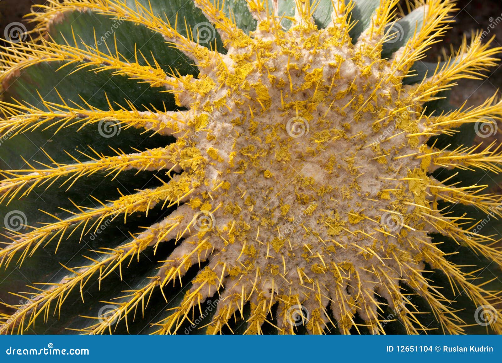Thai Cactus in Park Nong Nuch Stock Photo - Image of fleshy, cacti ...