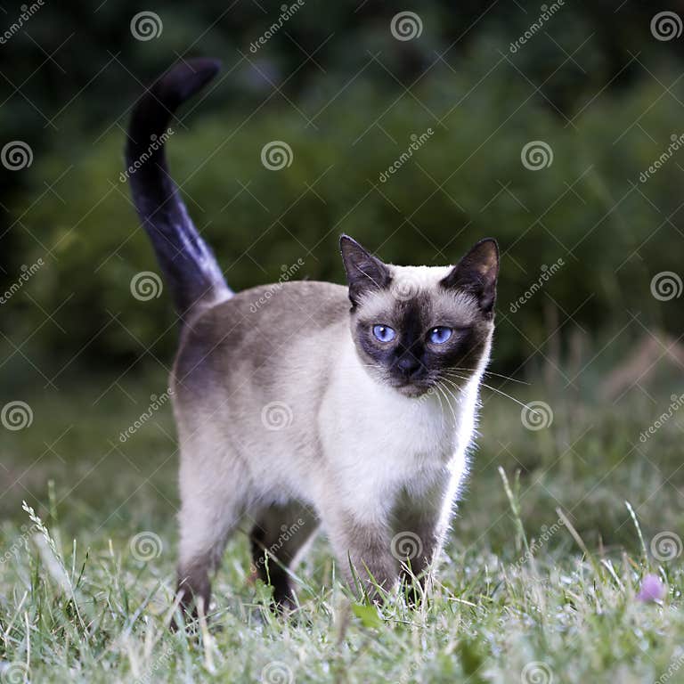 Thai Cat stock image. Image of pussycat, whisker, purebred - 16106127