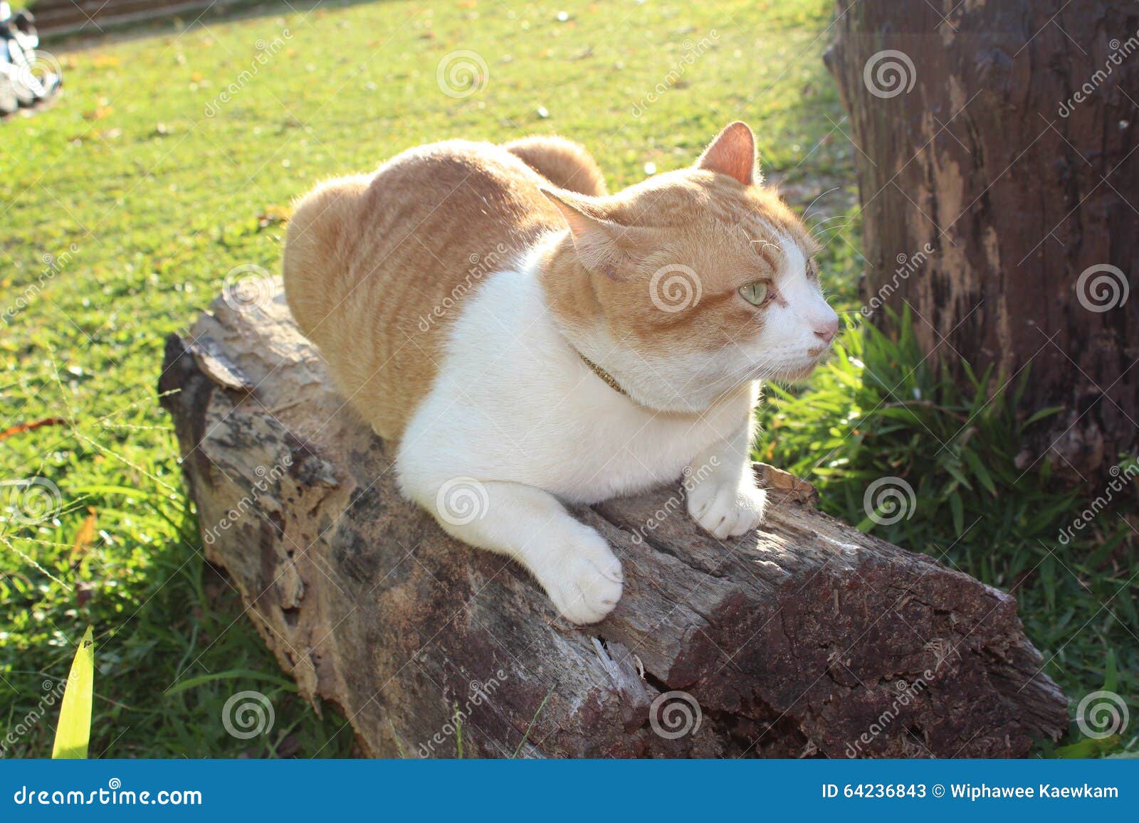 Thai cat crouch on the log stock image. Image of domestic - 64236843