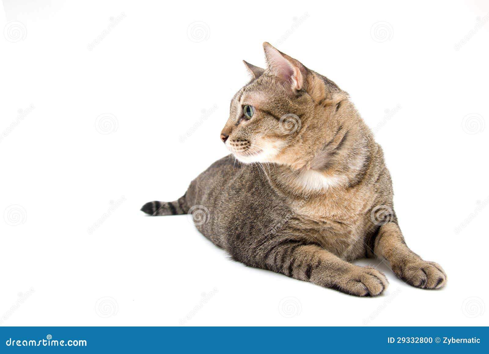 Thai Cat Lay Floor Side Face Stock Photos - Free & Royalty-Free Stock ...