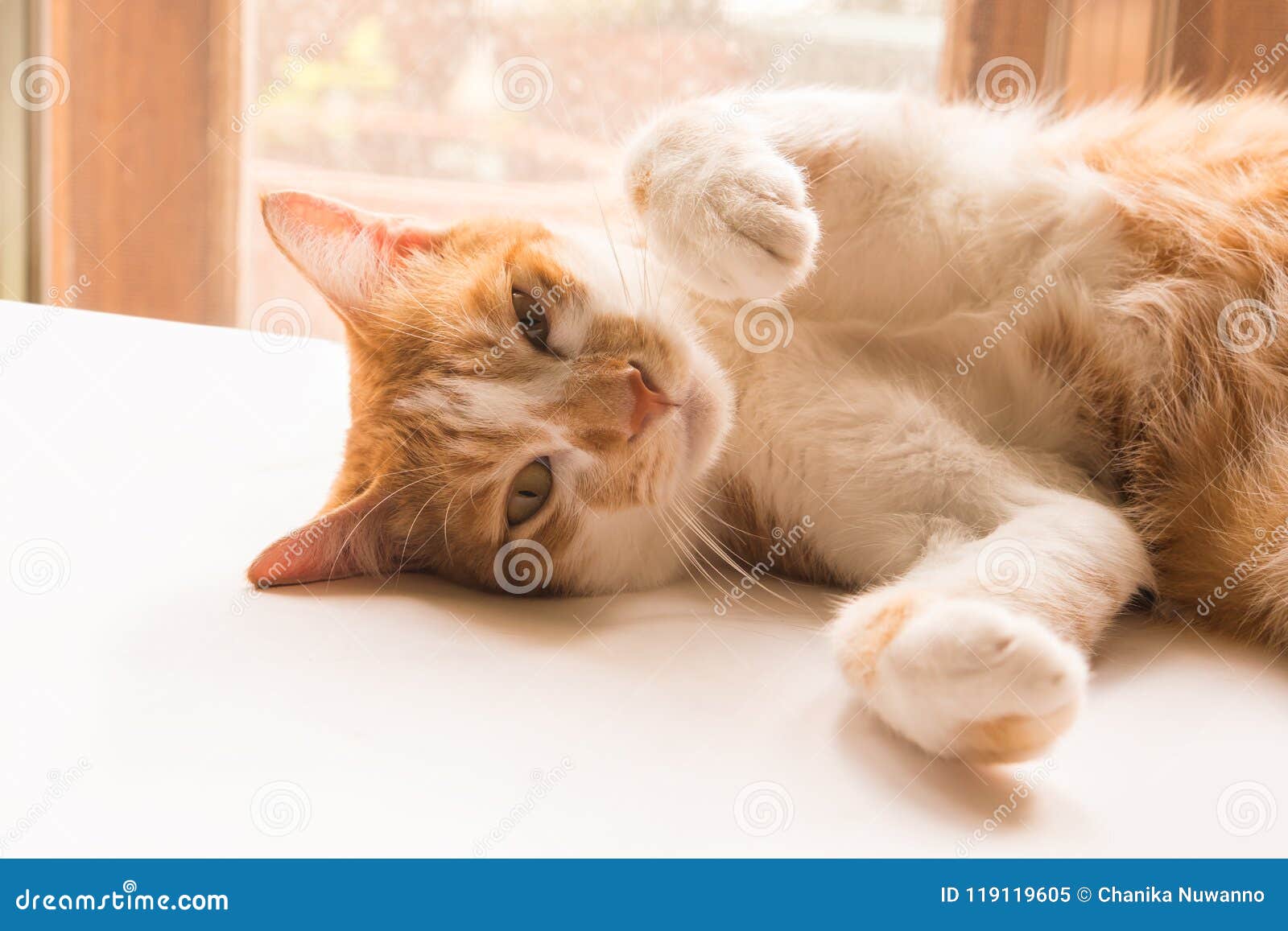 The Cat is Looking Forward and Looking Cute. Stock Image - Image of ...