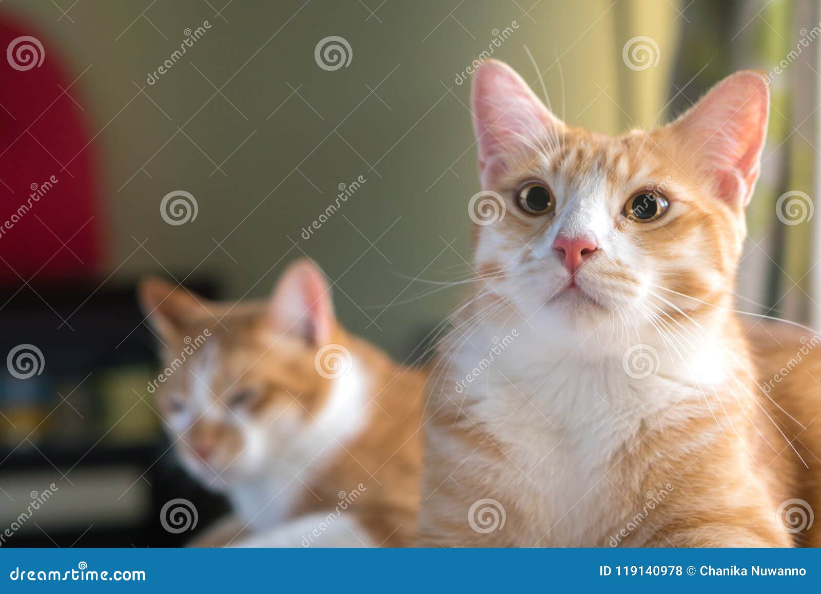 Thai Cat are Looking Forward and Looking Cute Stock Photo - Image of ...