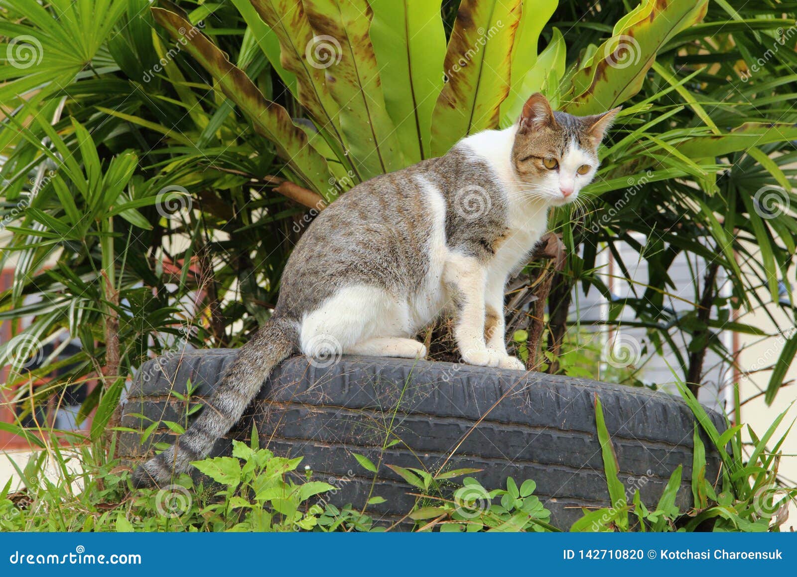 Thai Cat stock photo. Image of love, thai, green, mammal - 142710820