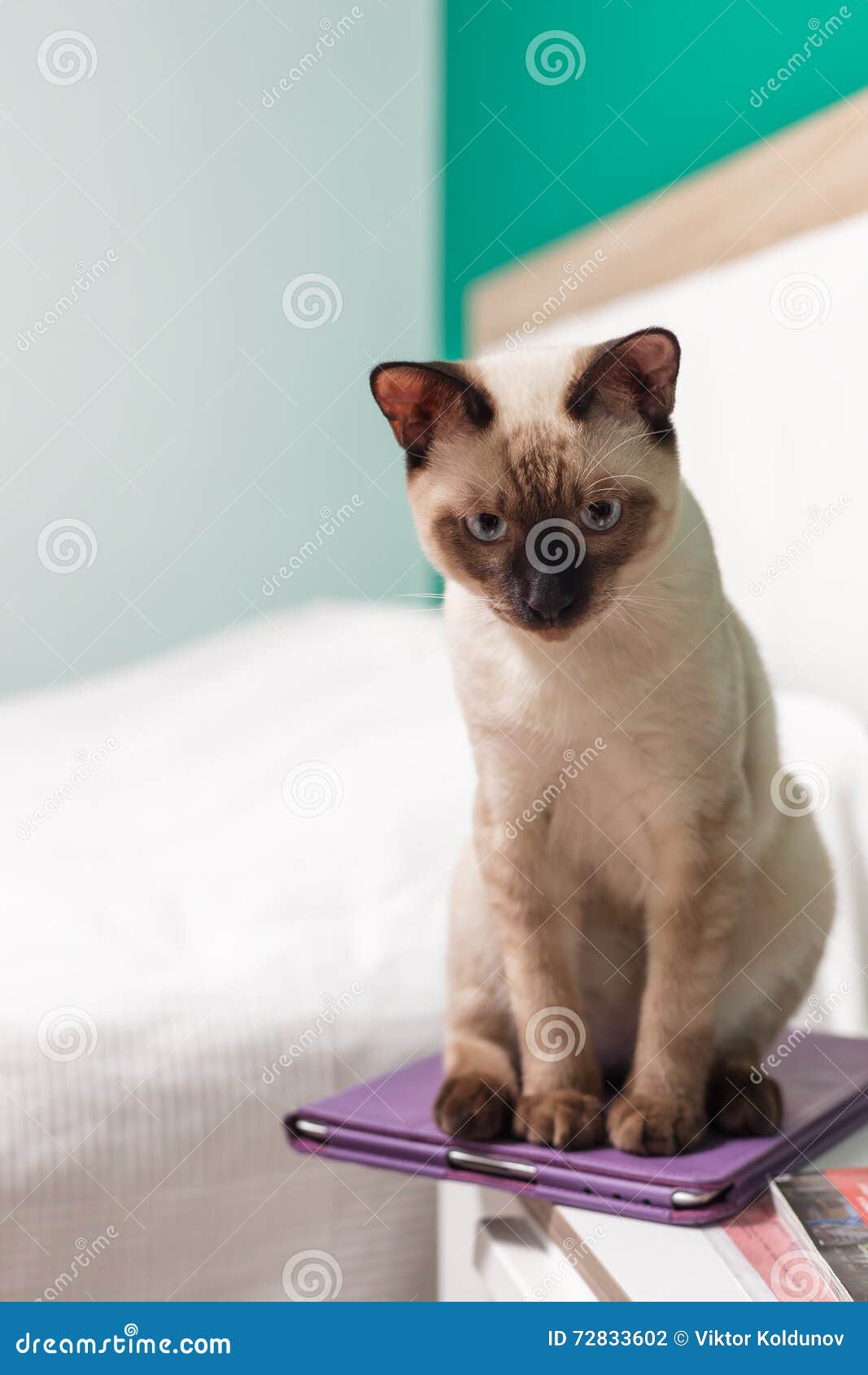 Thai Cat Sitting on Tablet in the Room, Waiting for the Host. Stock ...