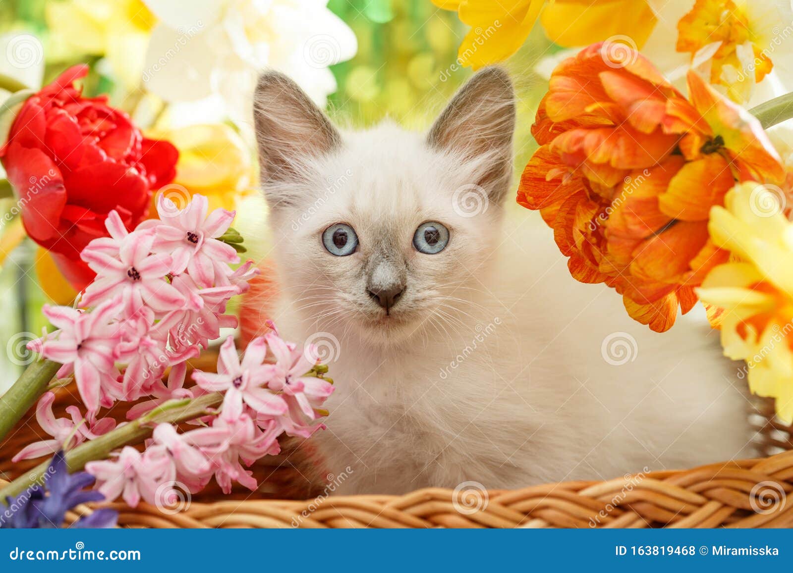 Thai cat in spring flowers stock photo. Image of color - 163819468